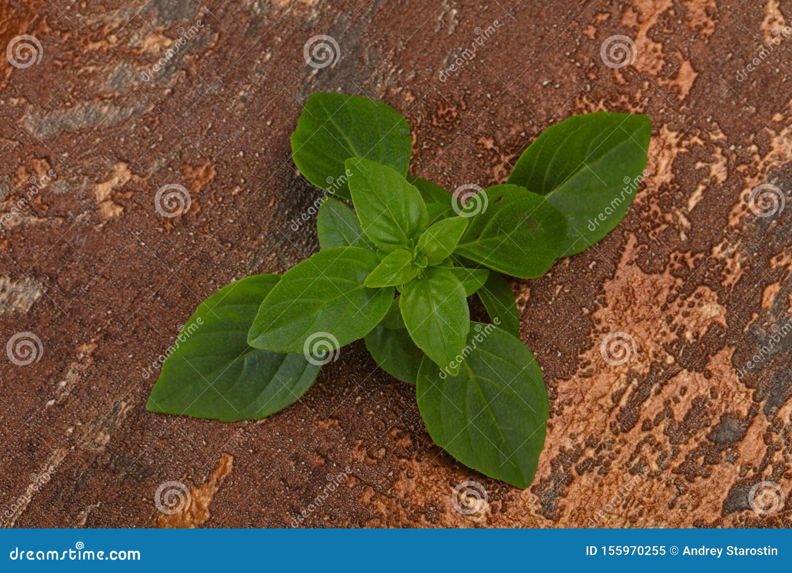 Fresh Green Basil Leaves - for Cooking Stock Image - Image of juicy ...