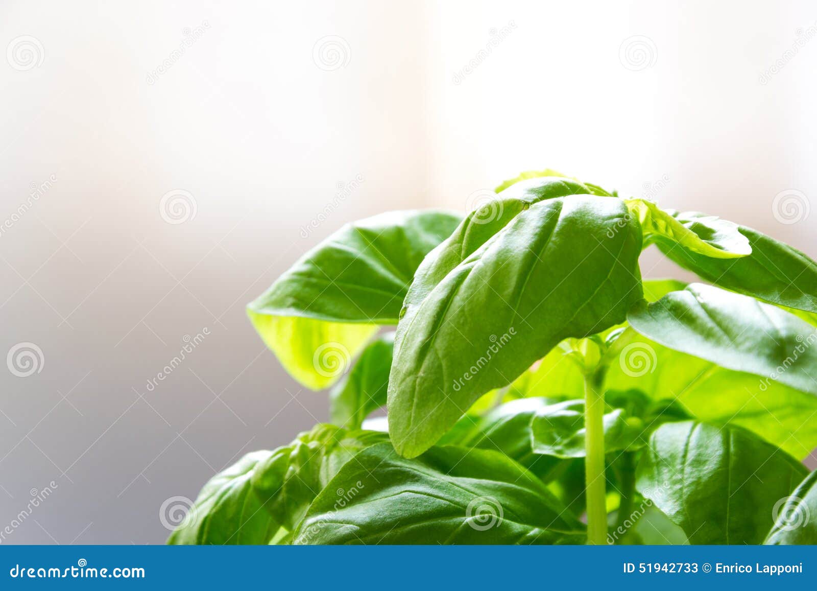Fresh green basil leaves stock image. Image of healthy - 51942733