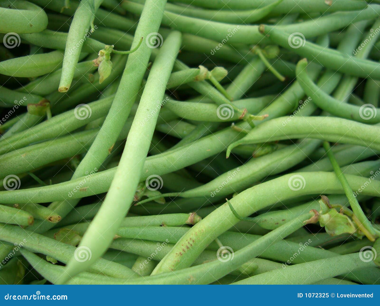 Fresh Green Beans stock image. Image of healthy, produce - 1072325