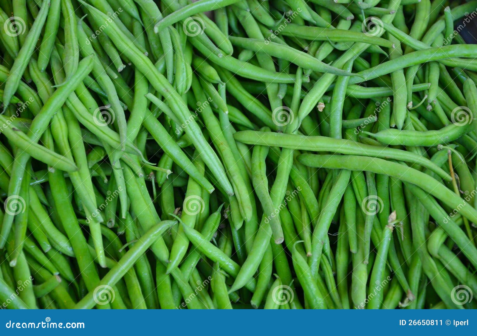Fresh green beans stock image. Image of nutritious, salad - 26650811