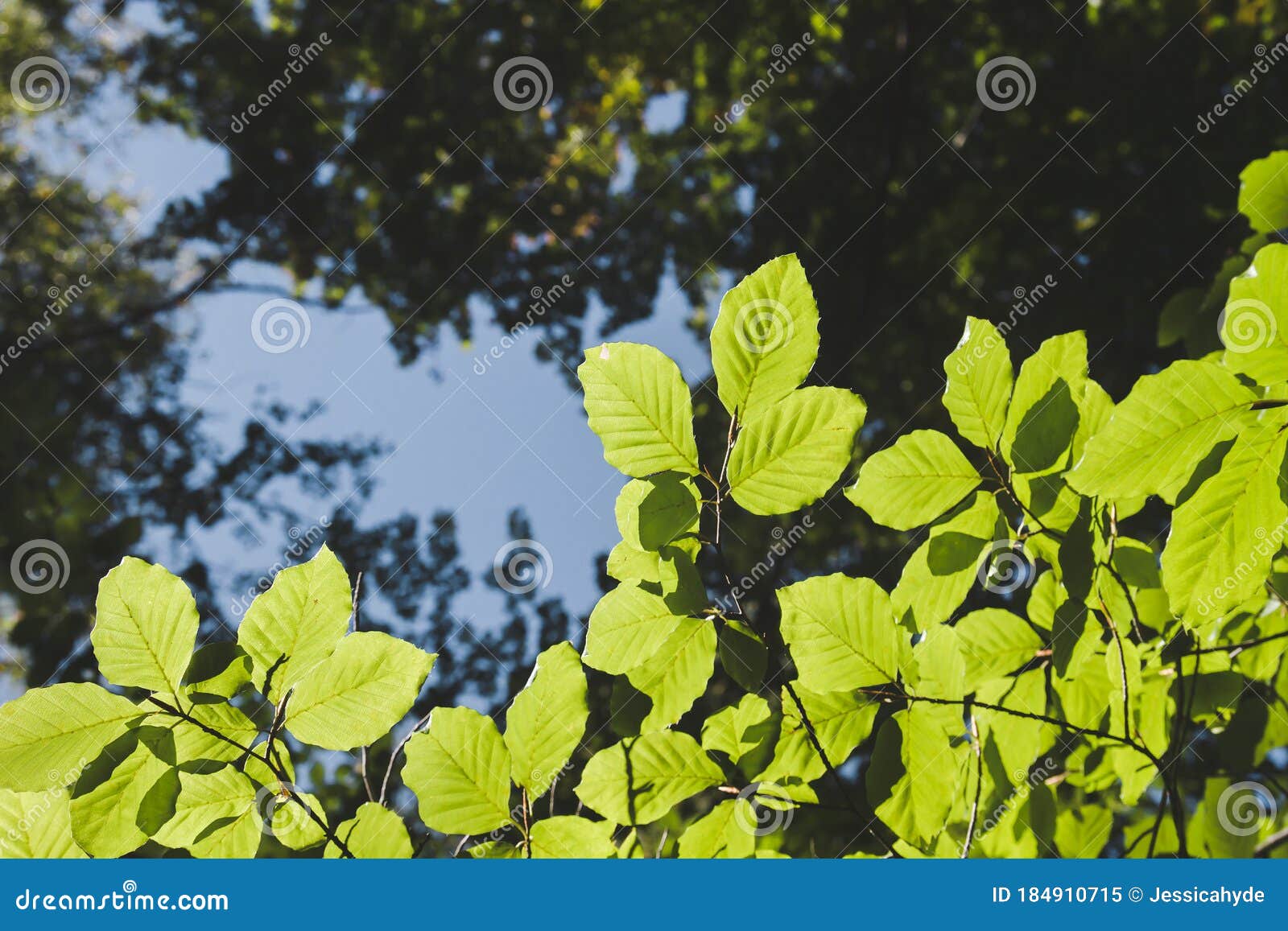 Fresh Green Beech Trees Foliage Stock Image - Image of freshness ...
