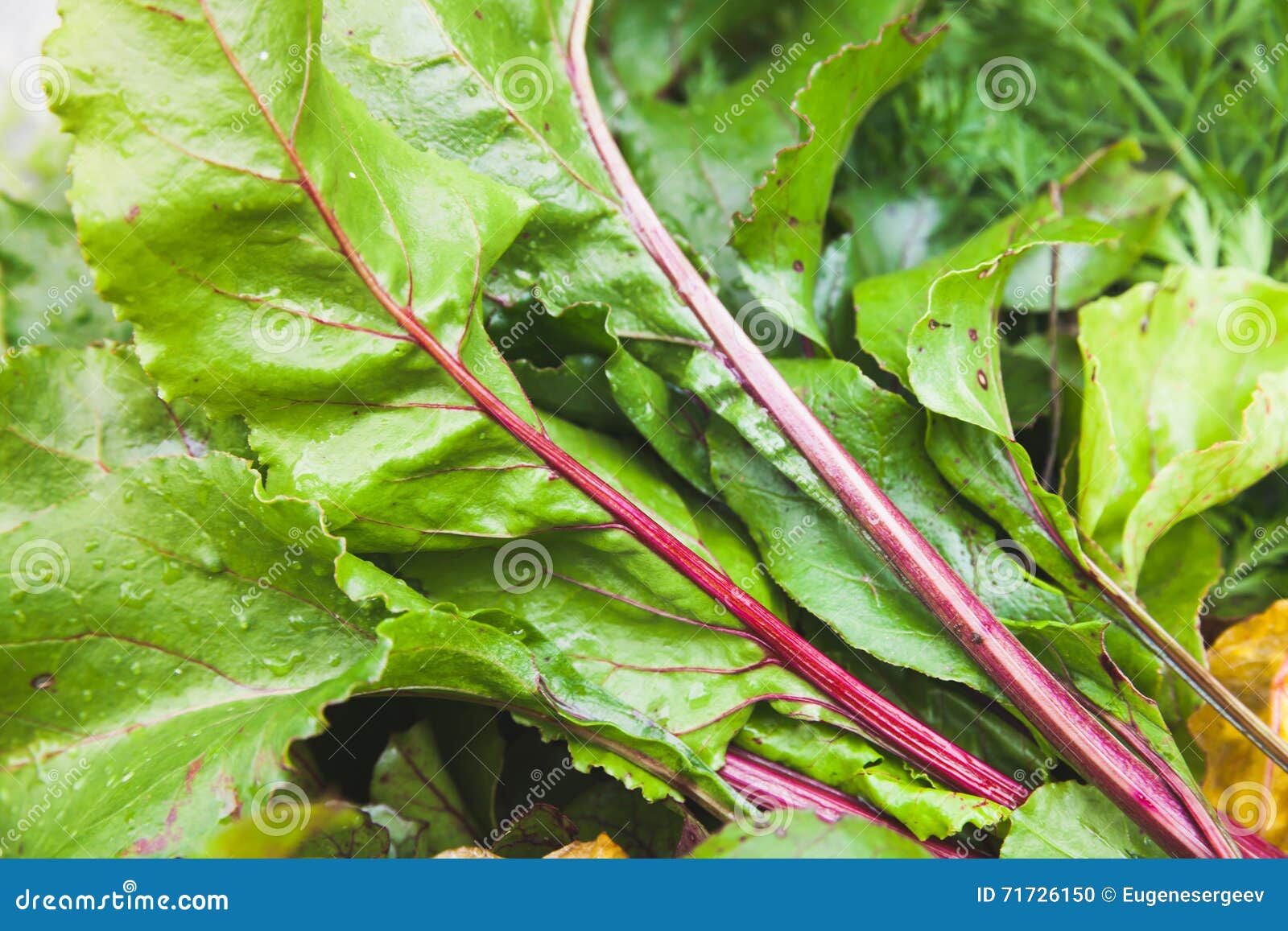 Fresh Green Beet Leaves, Macro Photo Stock Photo - Image of natural ...
