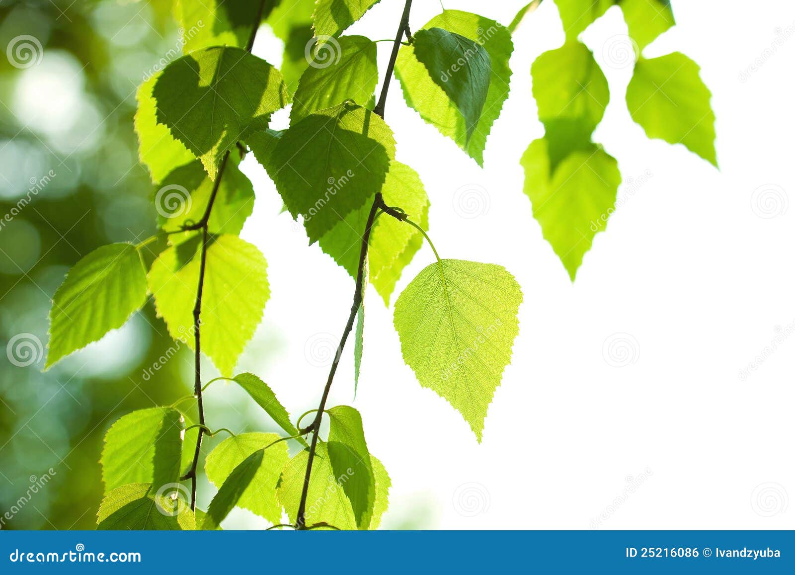 Fresh green birch leaves stock photo. Image of garden - 25216086