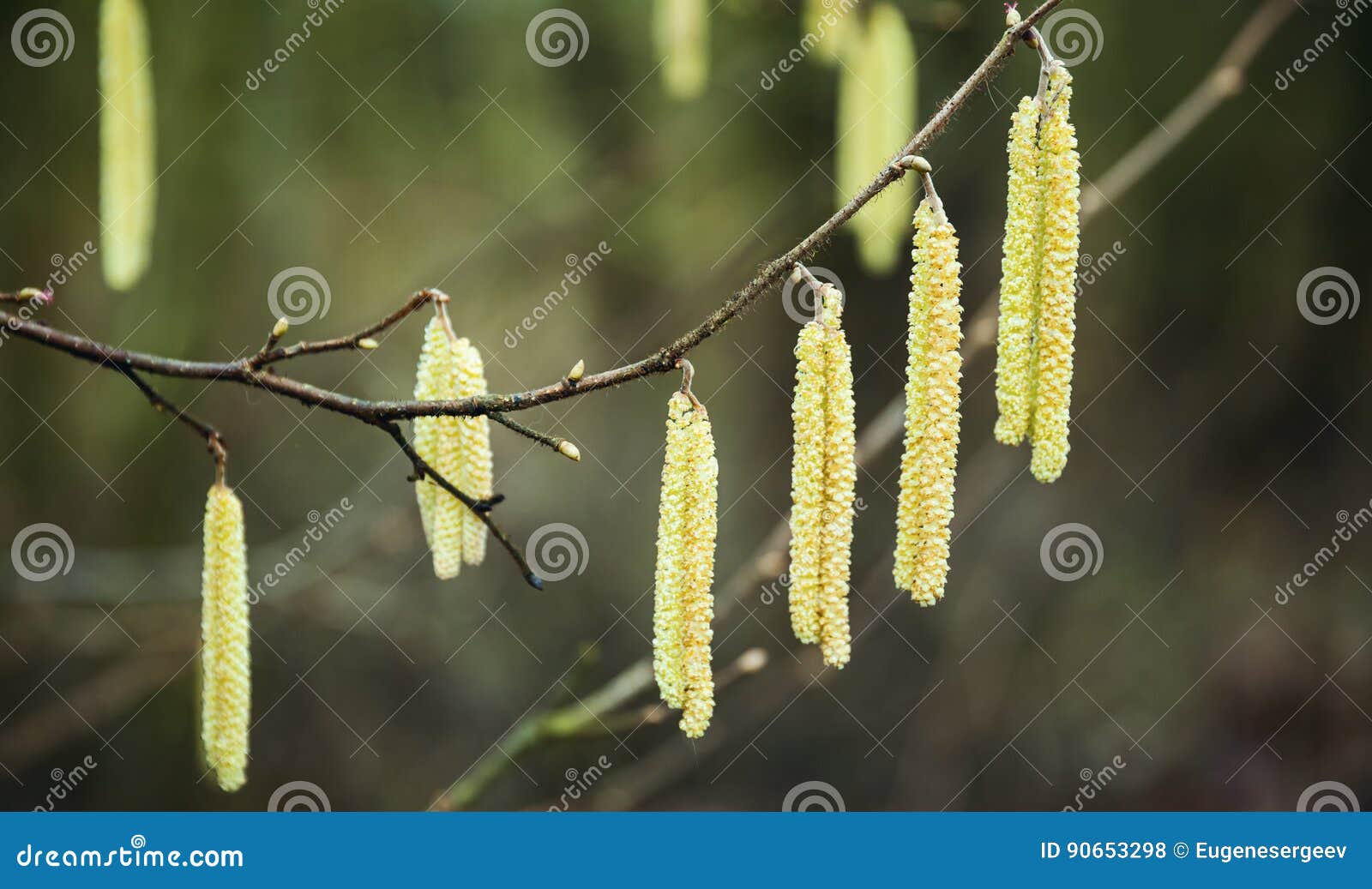 Fresh Green Birch Tree Flowers in Spring Stock Photo - Image of natural ...
