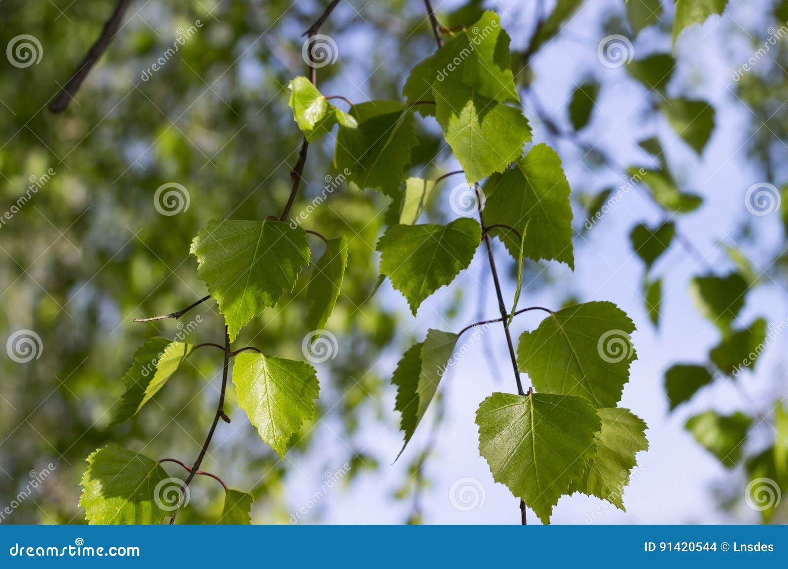 Fresh Green Birch Tree Leaves Foliage Against Blue Sky, Spring ...