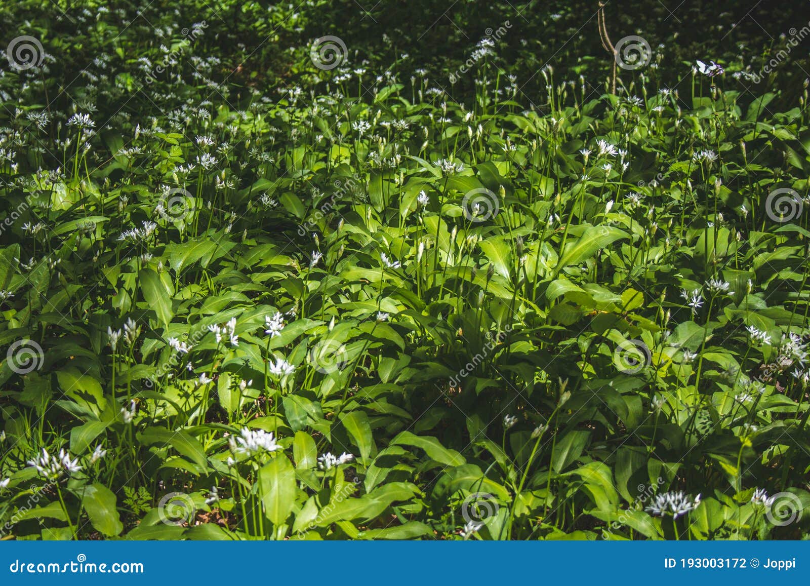 Fresh Green Blooming Ramson Also Called Wild Leek or Wild Garlic is ...