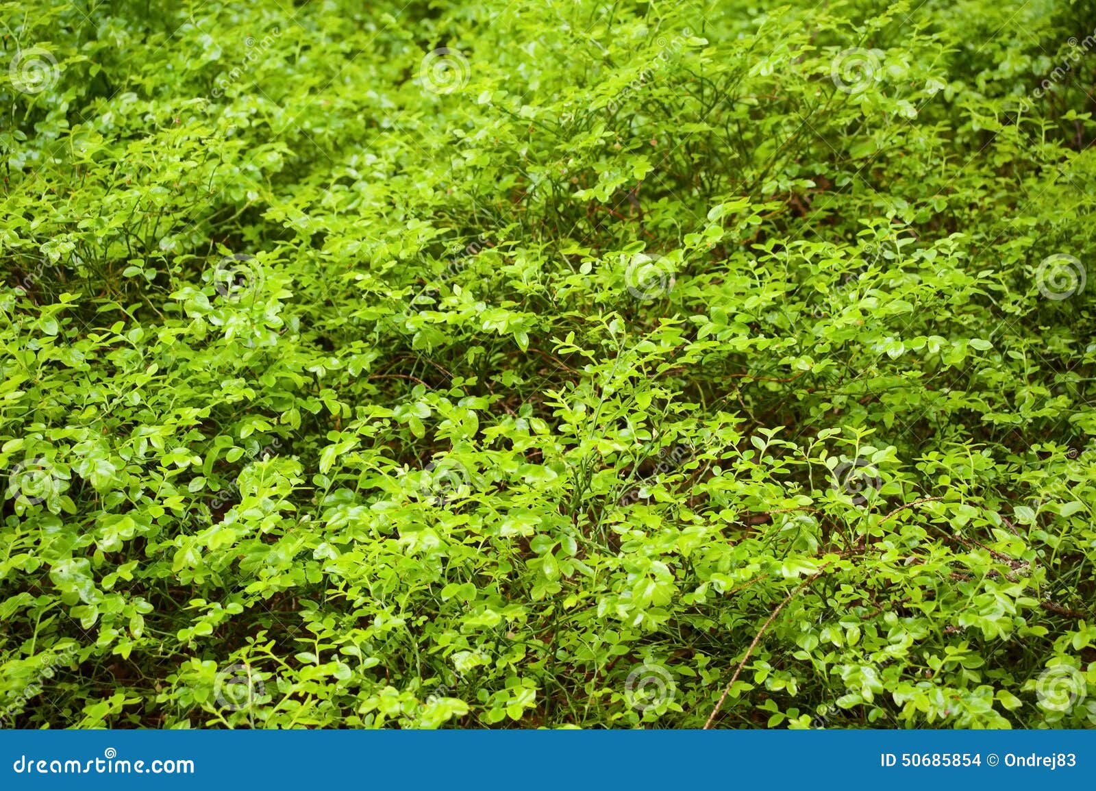 Fresh green blueberries stock photo. Image of bush, plants - 50685854