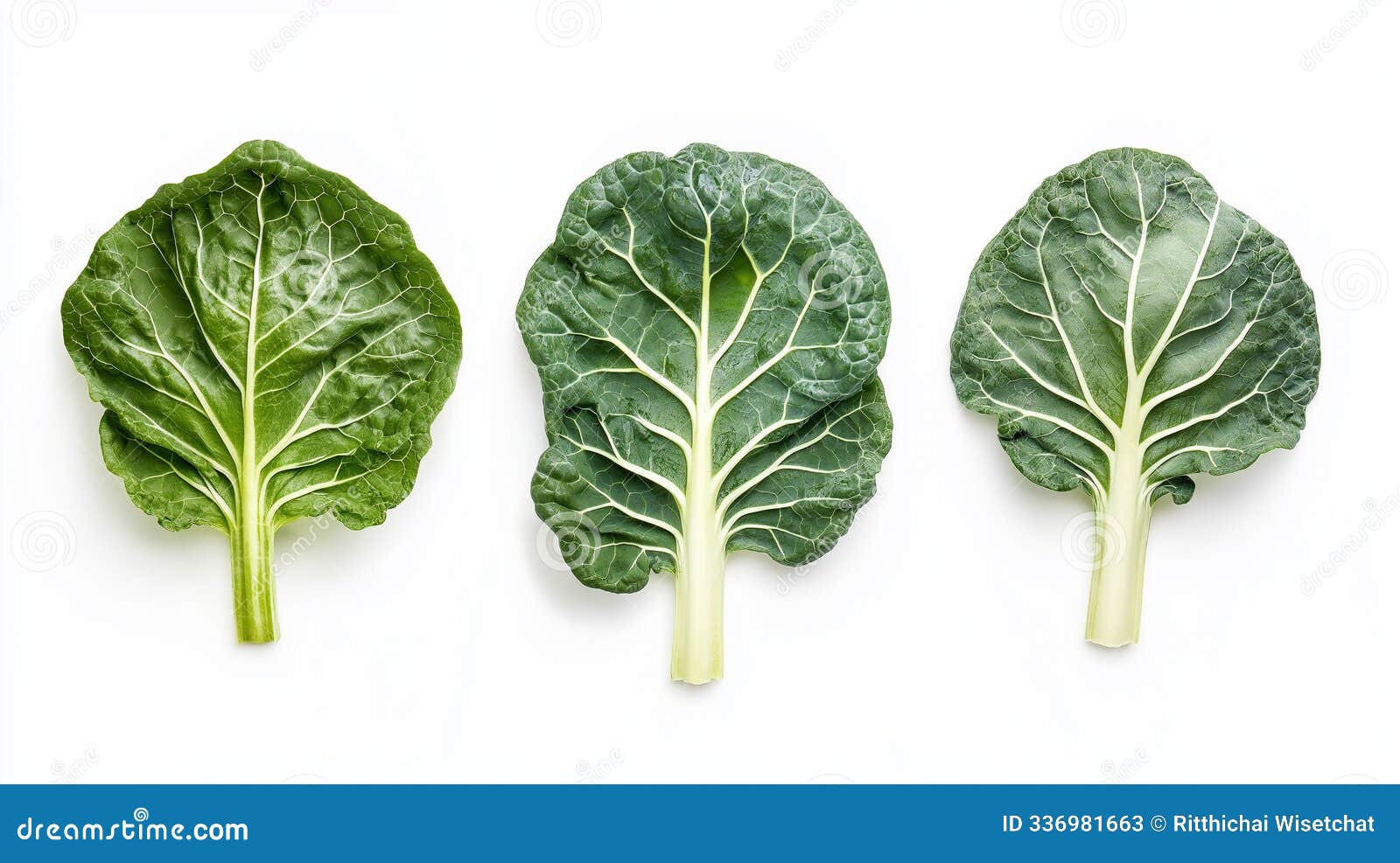 Fresh Green Bok Choy Leaves, Crisp and Ready for a Nutritious Meal ...