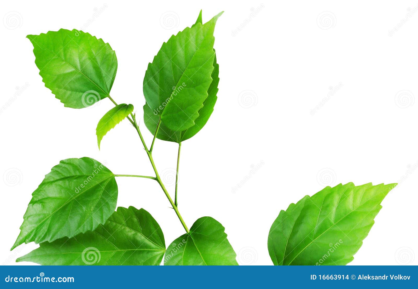 Fresh green branch stock photo. Image of nature, pattern - 16663914