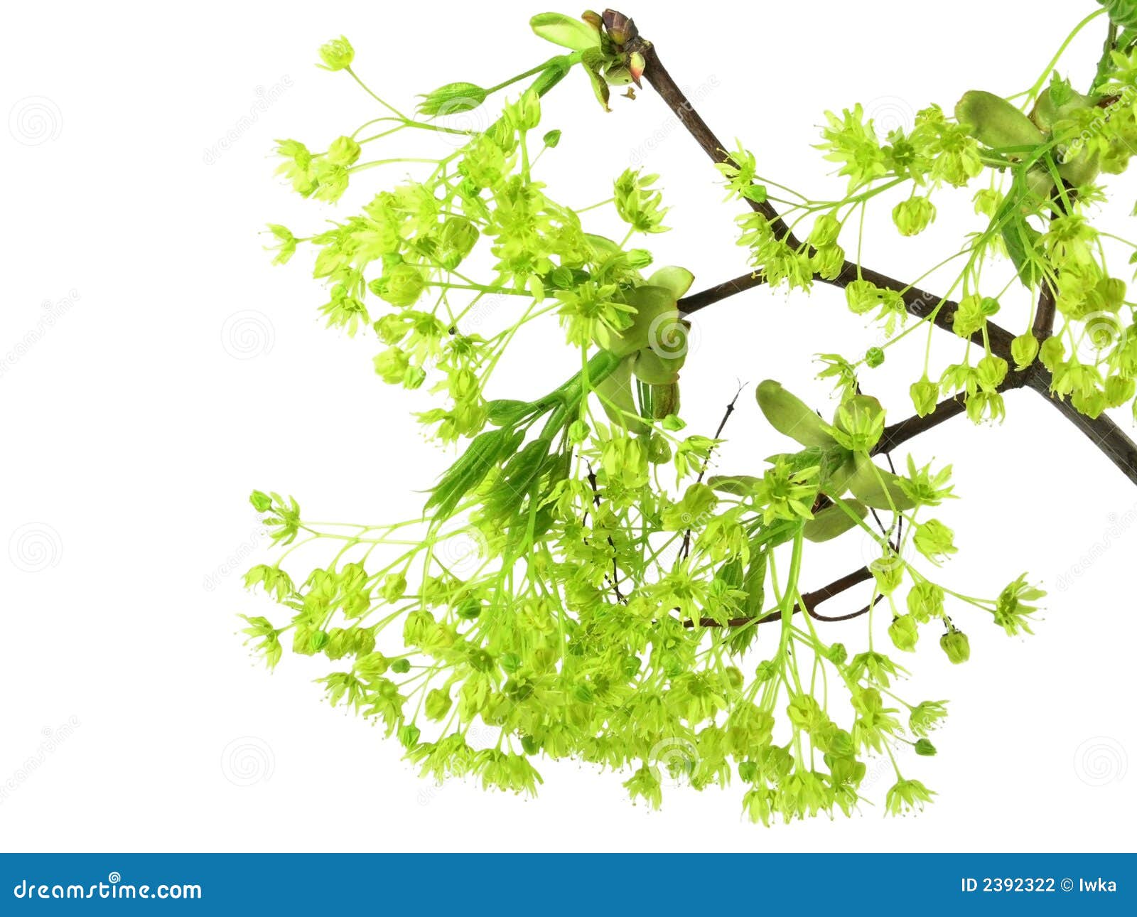 Fresh, green branch stock photo. Image of branch, freshness - 2392322