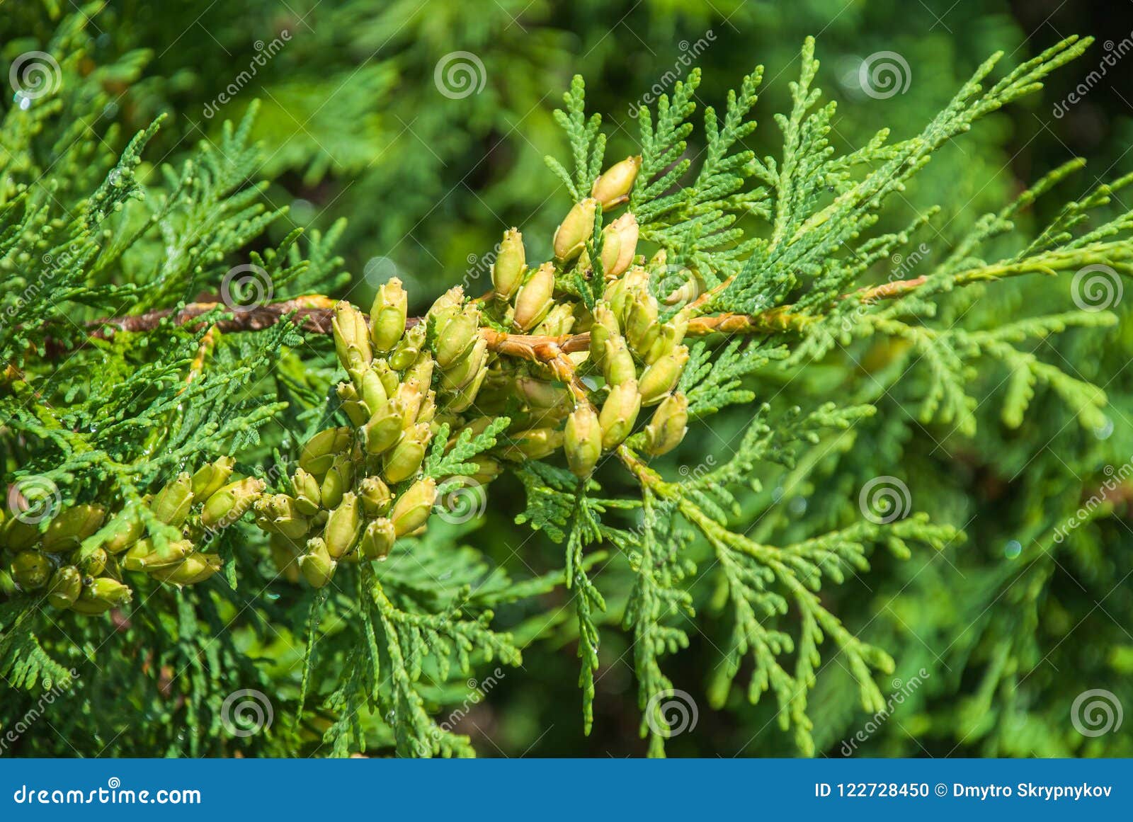 Fresh Green Branches of Cupressus Tree Stock Photo - Image of ...