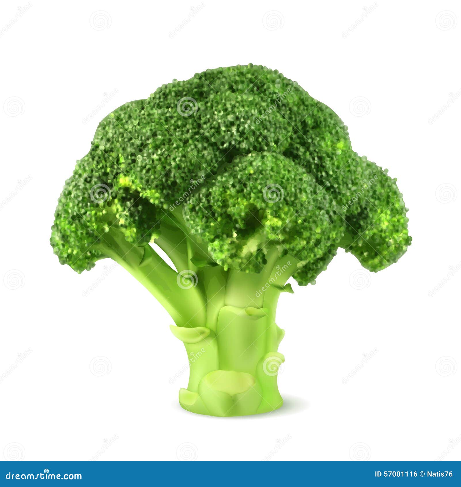 Fresh green broccoli stock vector. Illustration of 10eps - 57001116