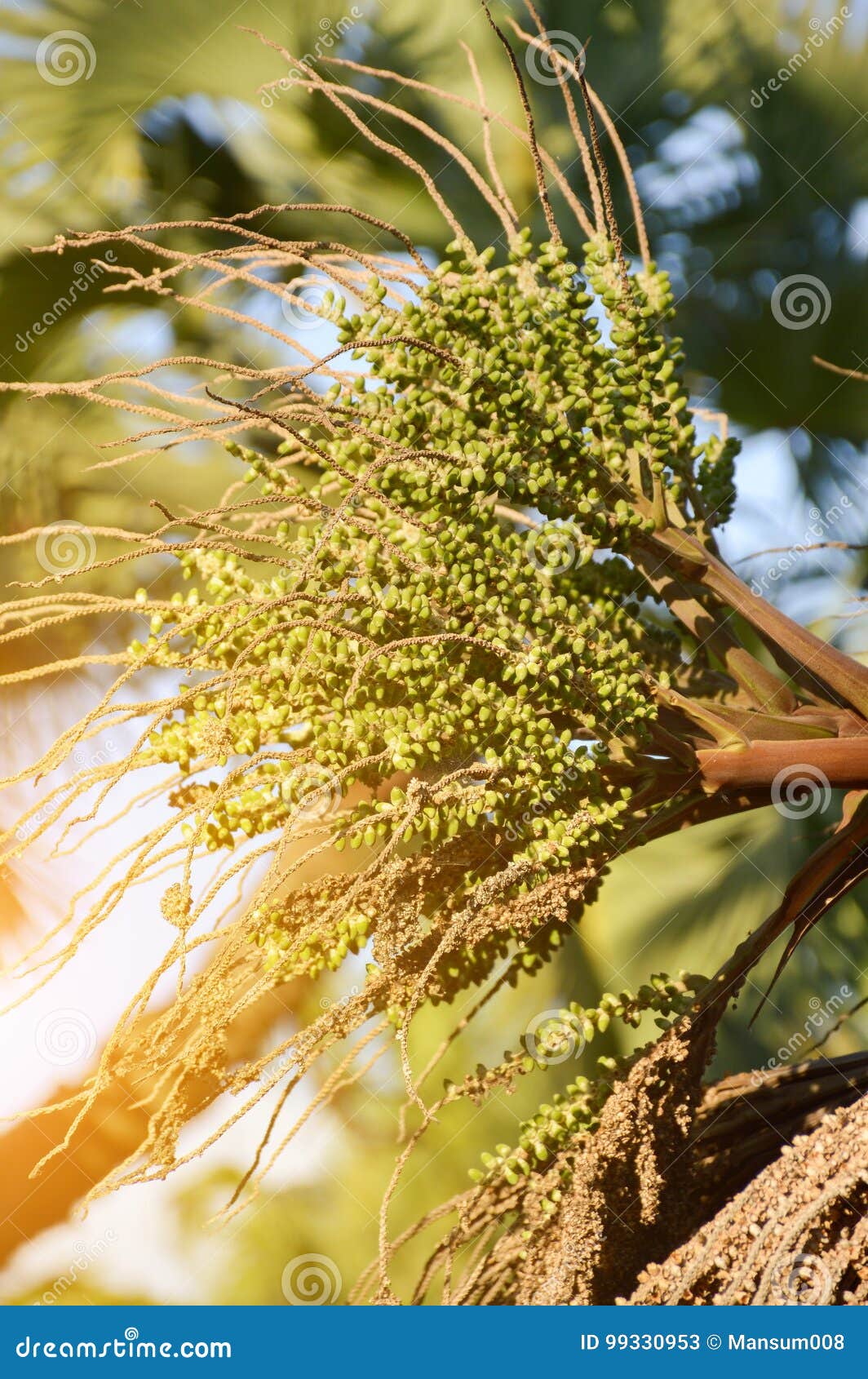 Bud palm seed stock image. Image of close, plant, nature - 99330953