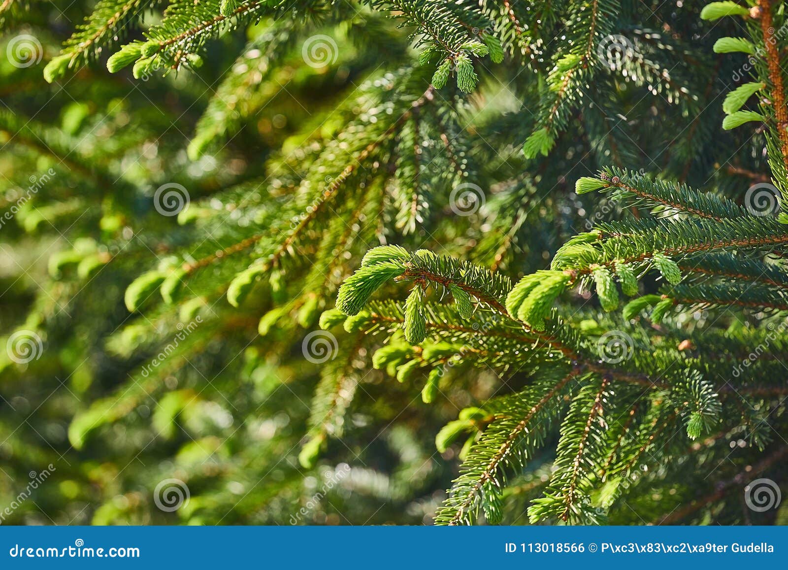 Pine Tree Closeup stock photo. Image of fresh, spiky - 113018566