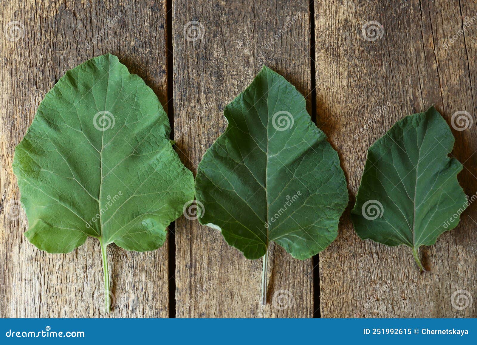Fresh Green Burdock Leaves on Wooden Table, Flat Lay Stock Image ...