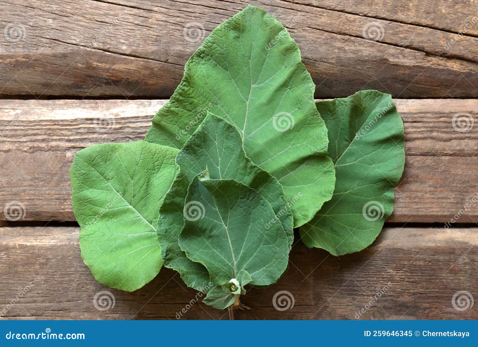 Fresh Green Burdock Leaves on Wooden Table, Flat Lay Stock Image ...