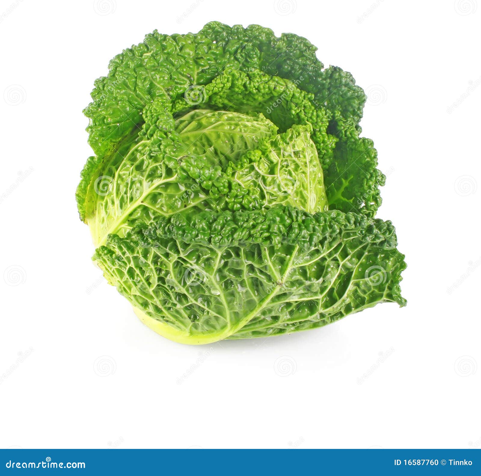 Fresh green cabbage stock photo. Image of white, plant - 16587760