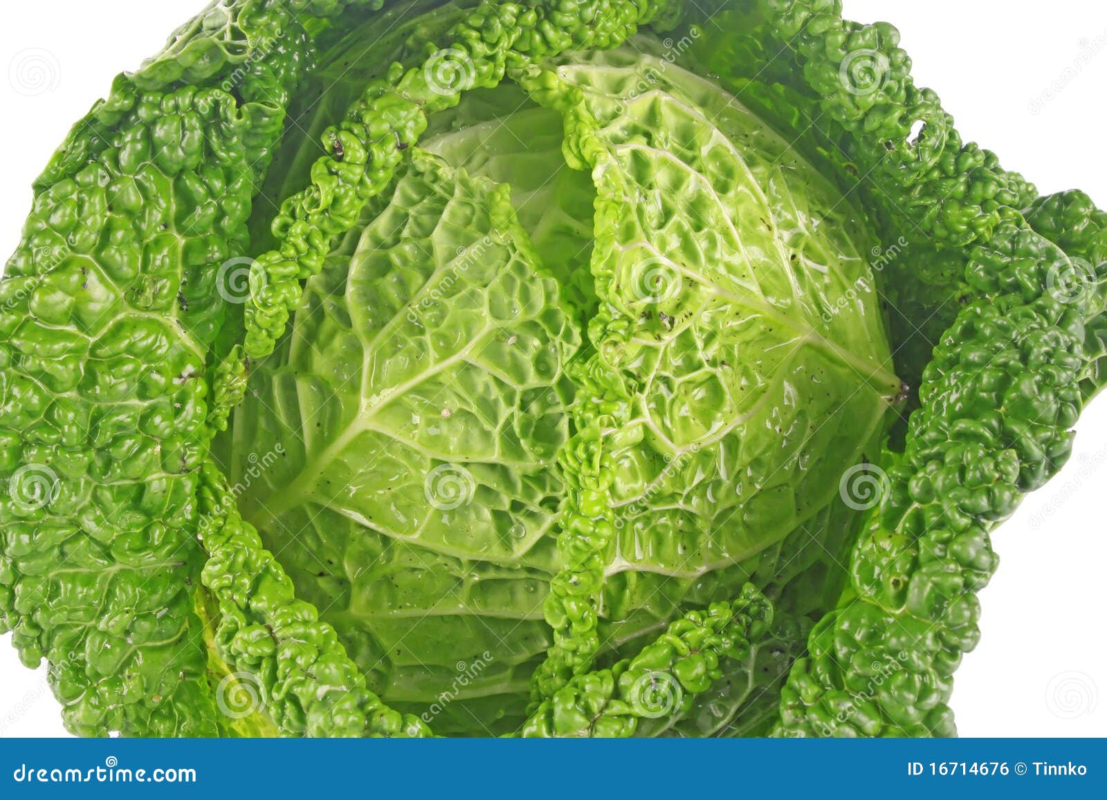 Fresh green cabbage stock photo. Image of garden, object - 16714676