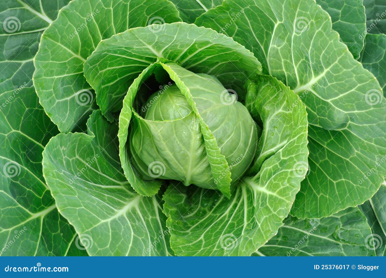 Fresh green cabbage stock image. Image of closeup, organic - 25376017