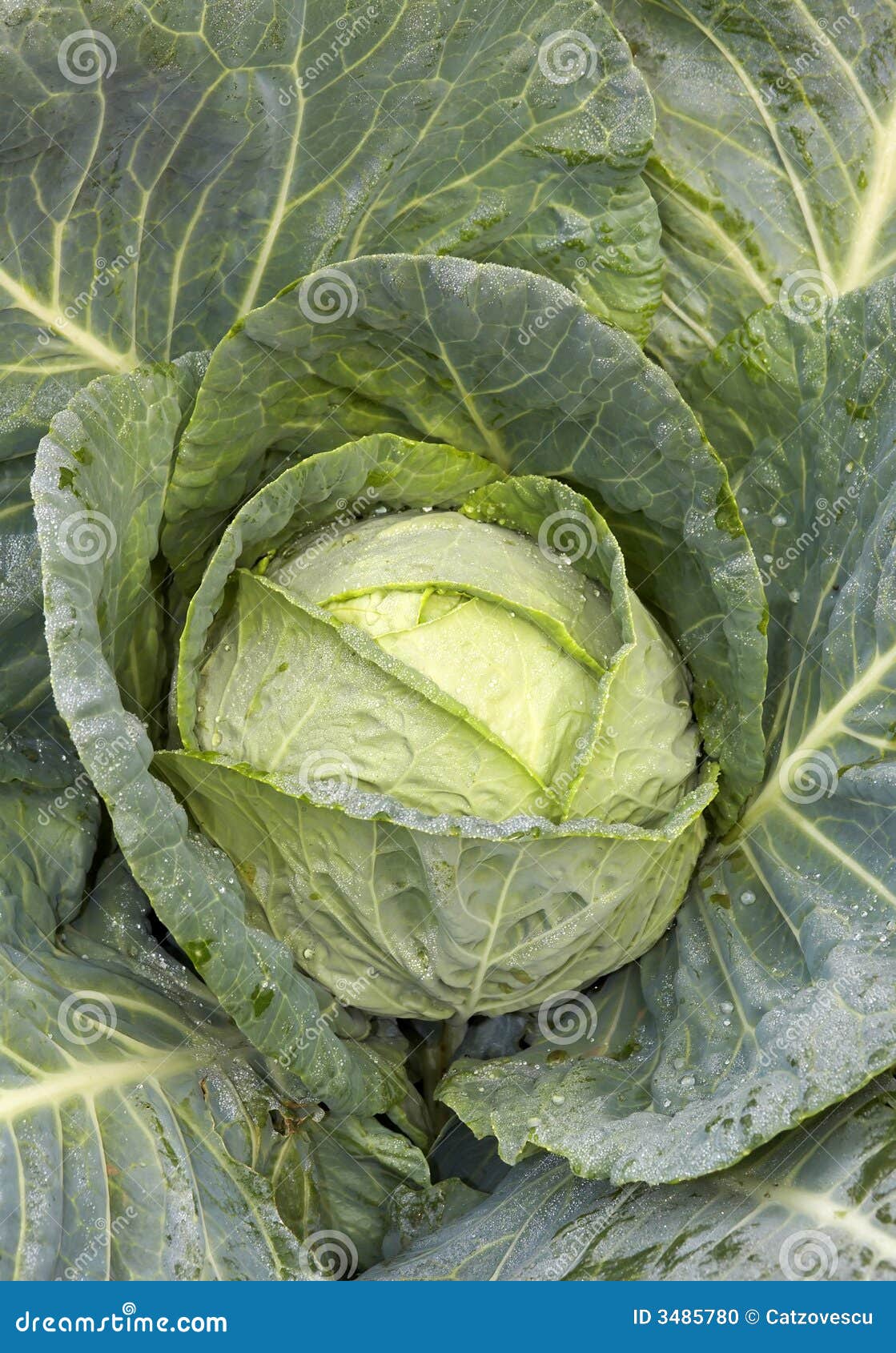 Fresh green cabbage stock photo. Image of grow, farm, leaves - 3485780