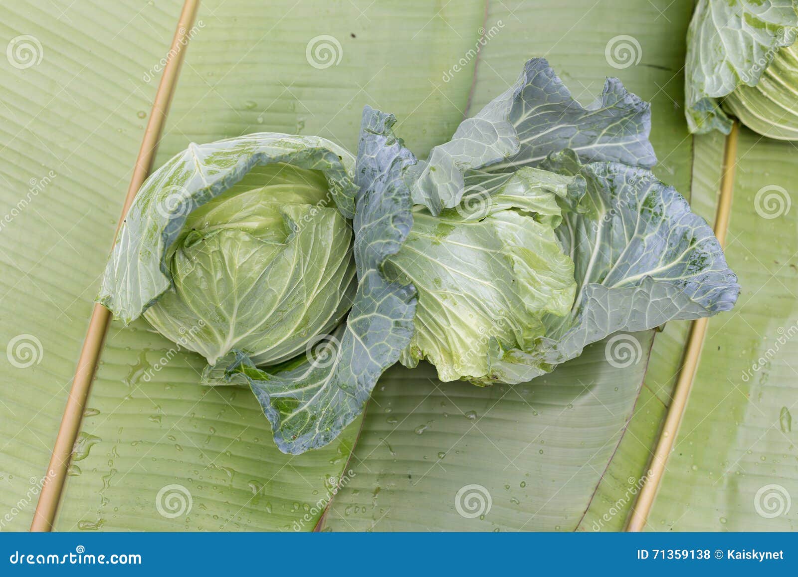 Fresh green cabbage stock photo. Image of recipe, agriculture - 71359138