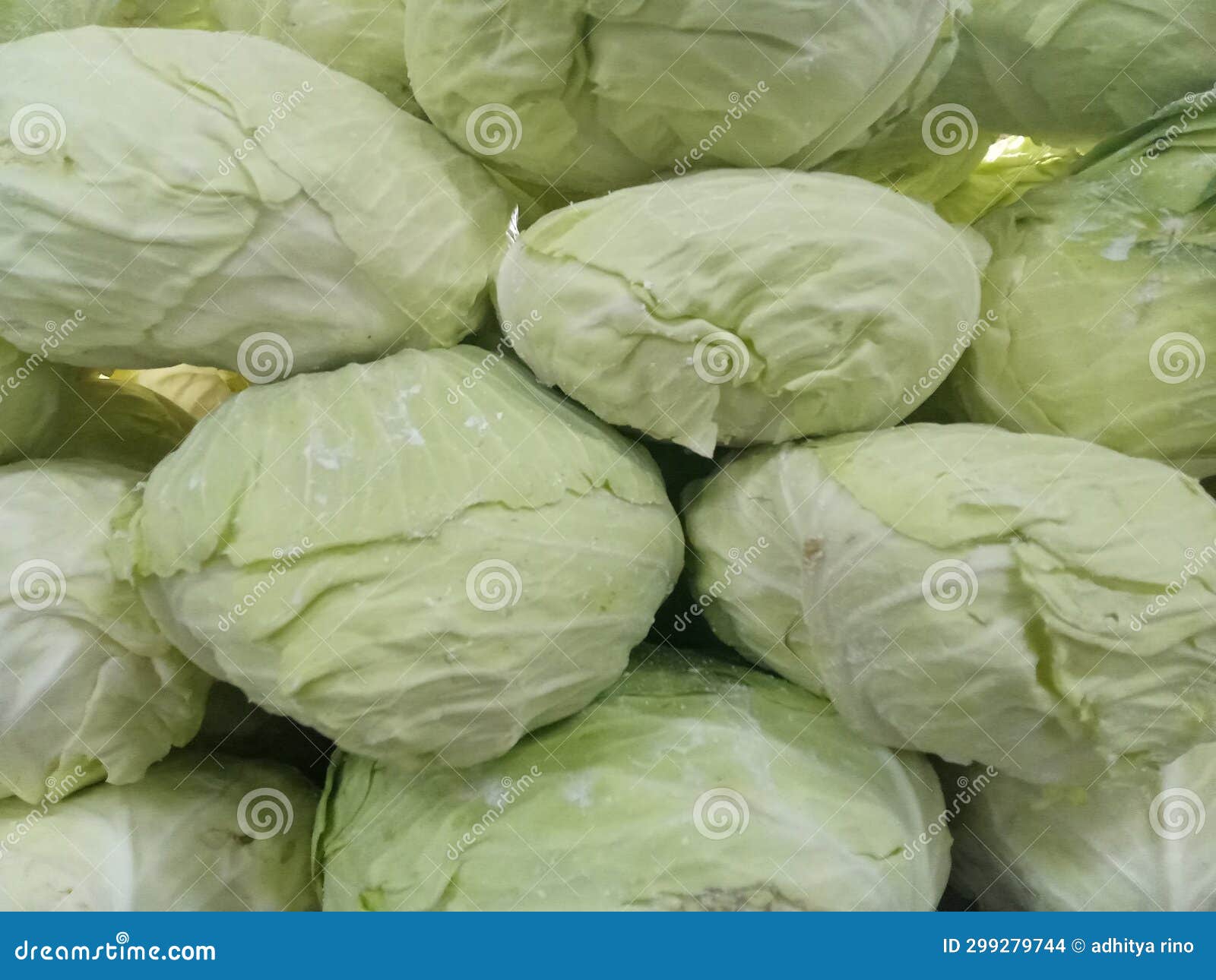 Fresh Green Cabbage Arranged Neatly when Photographed Stock Photo ...