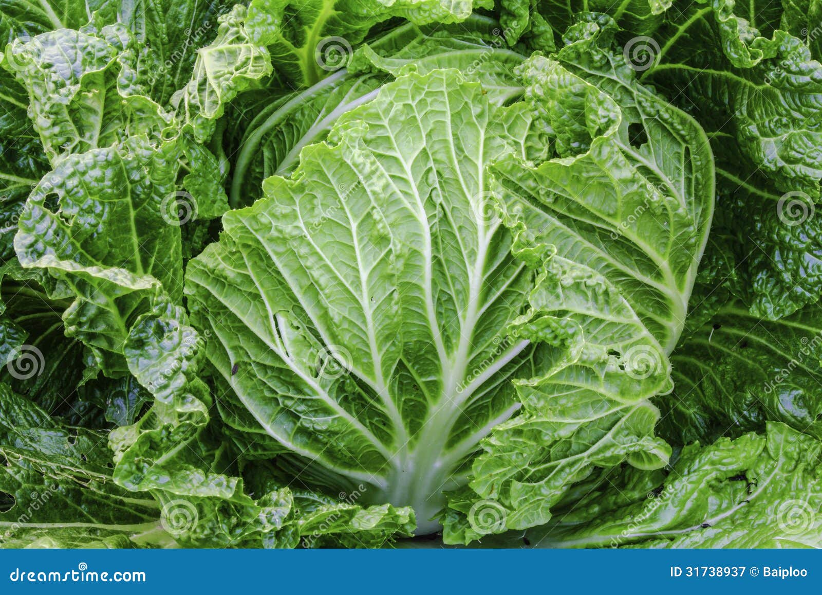 Fresh green cabbage stock image. Image of food, horizontal - 31738937