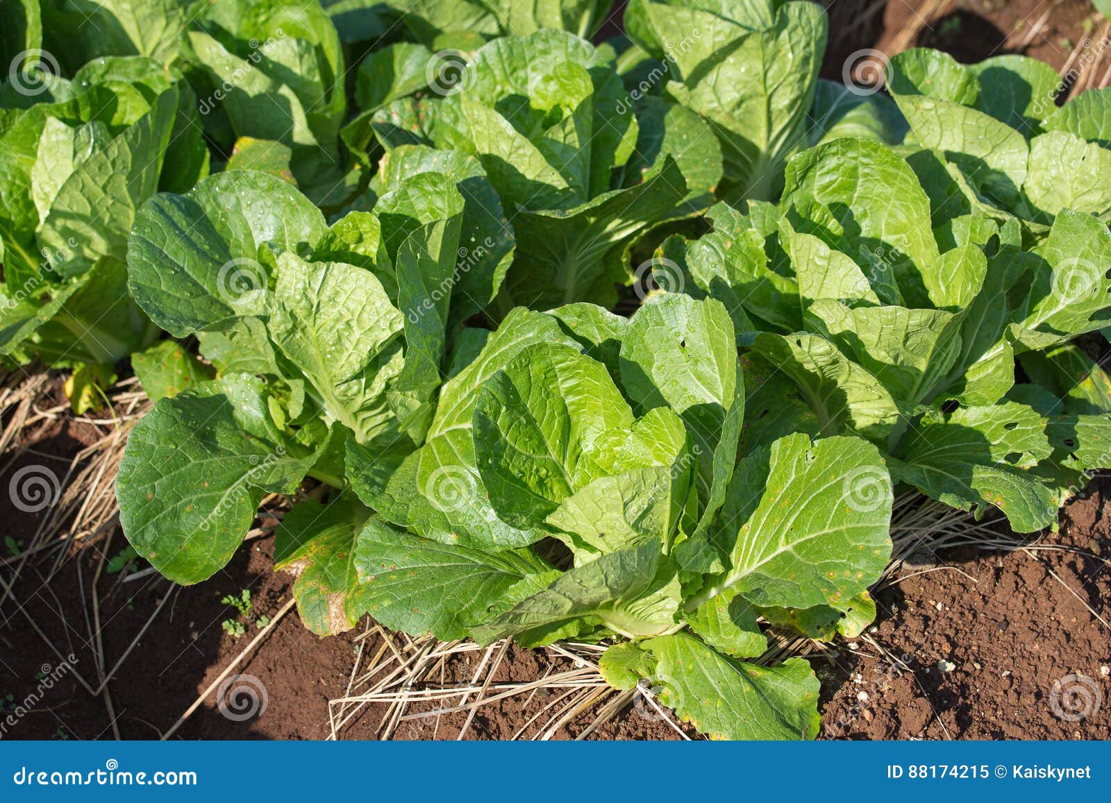Fresh Green Cabbage from Convert Vegetable. Stock Image - Image of ...