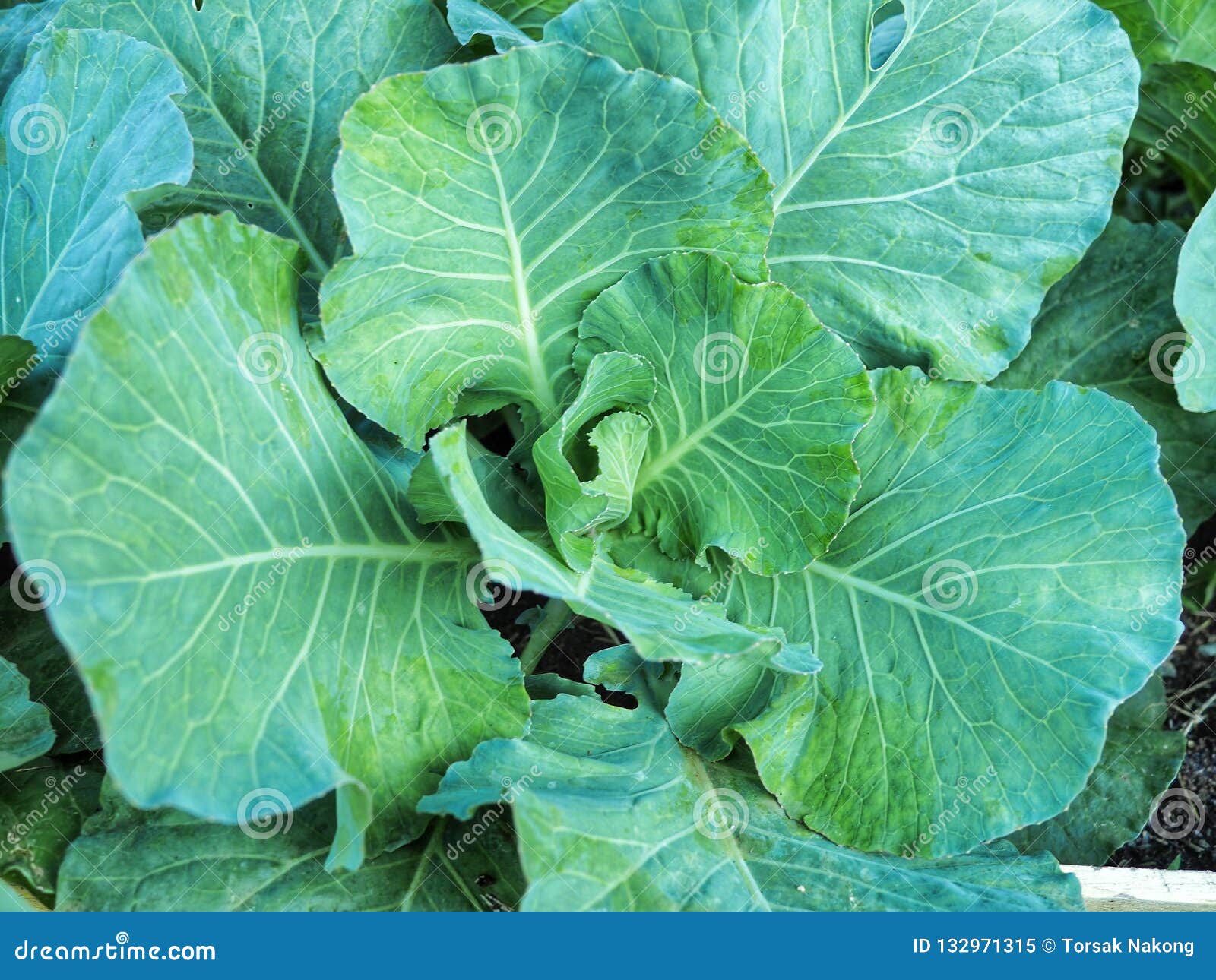 Fresh green cabbage stock image. Image of food, leaf - 132971315