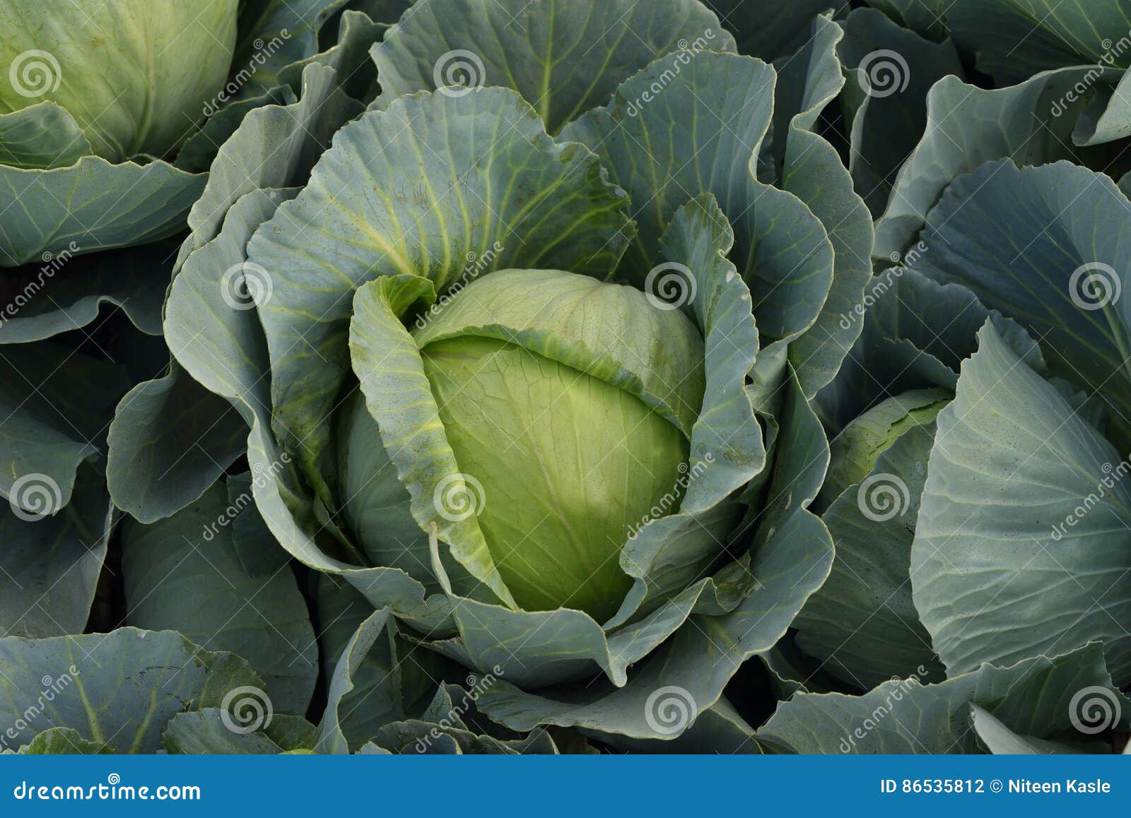 Fresh Green Cabbage in the Field Stock Photo - Image of cultivated ...
