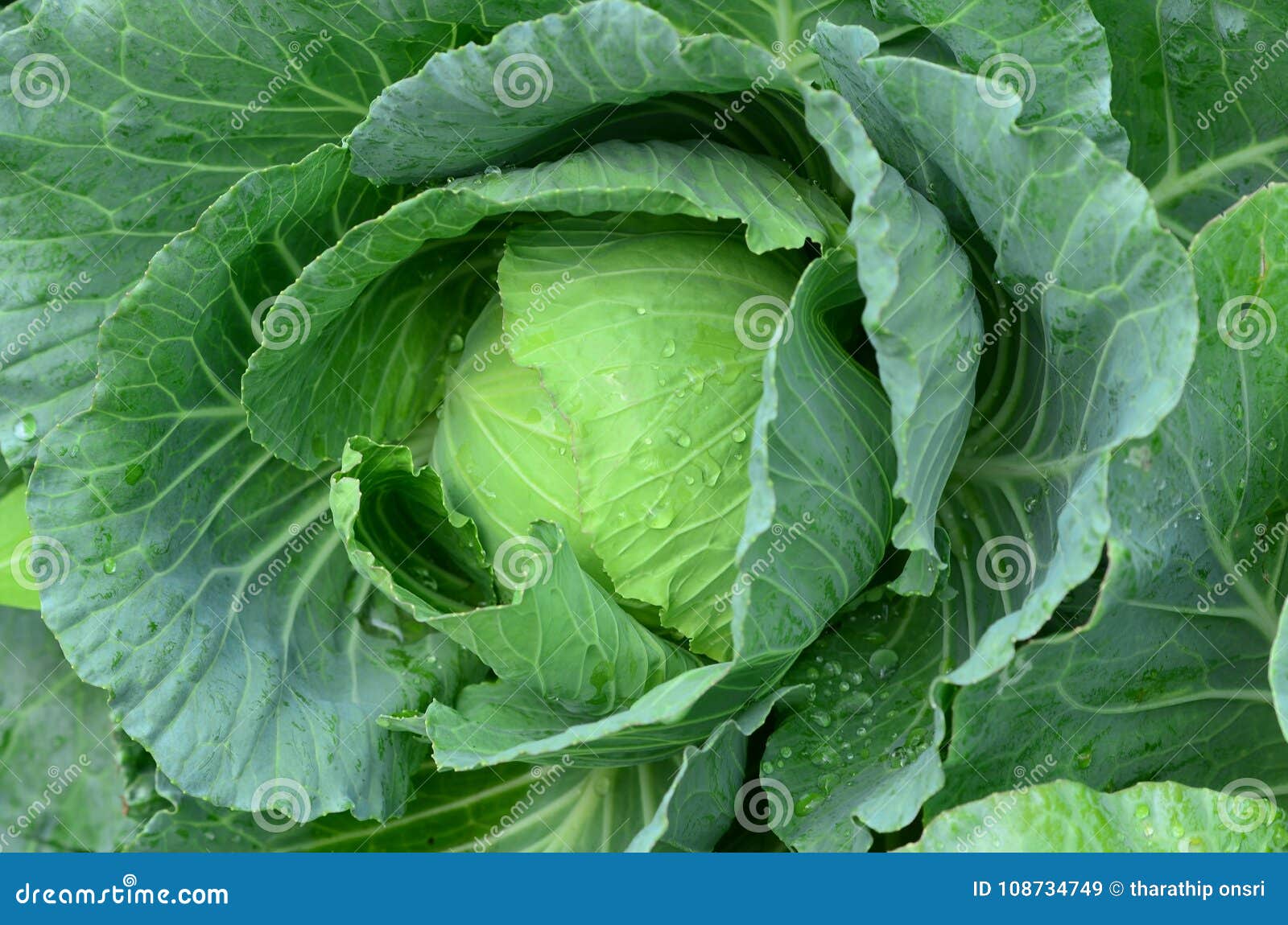 Fresh green cabbage stock image. Image of colorful, cityscape - 108734749
