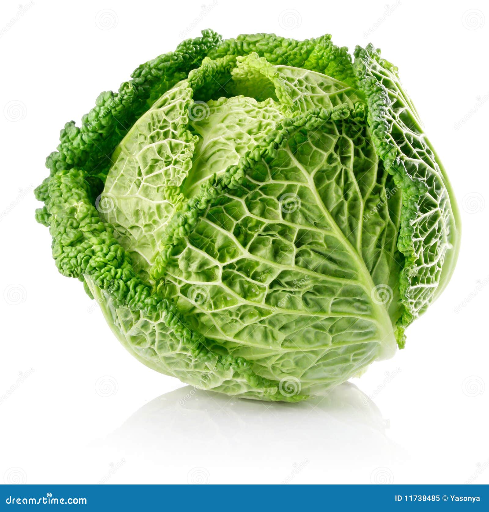 Green Cabbage Or Headed Cabbage Leafy Green Annual Vegetable Crop ...