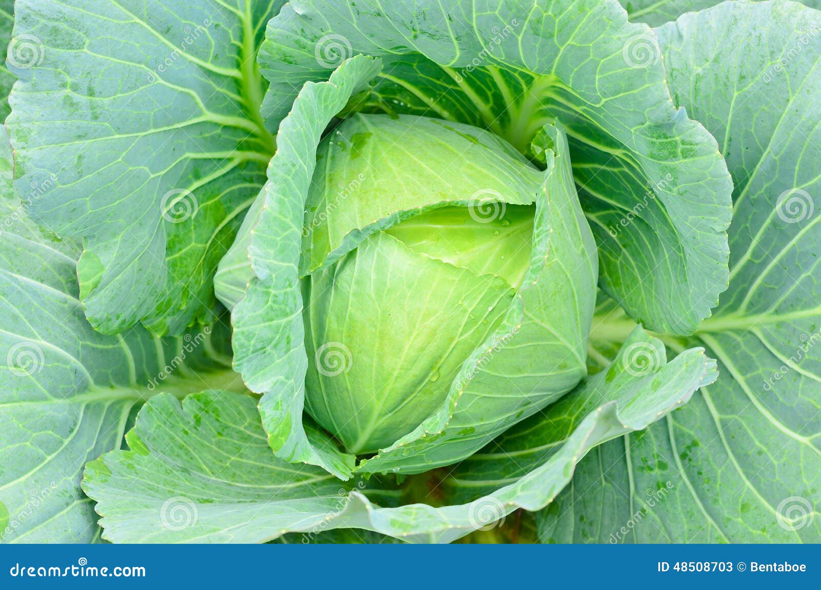 Fresh green cabbage stock image. Image of healthy, food - 48508703