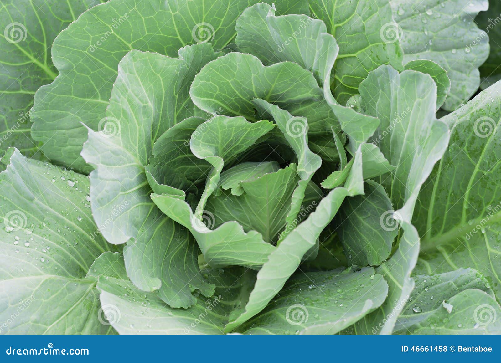 Fresh Green Cabbage in Garden Stock Photo - Image of freshness, full ...