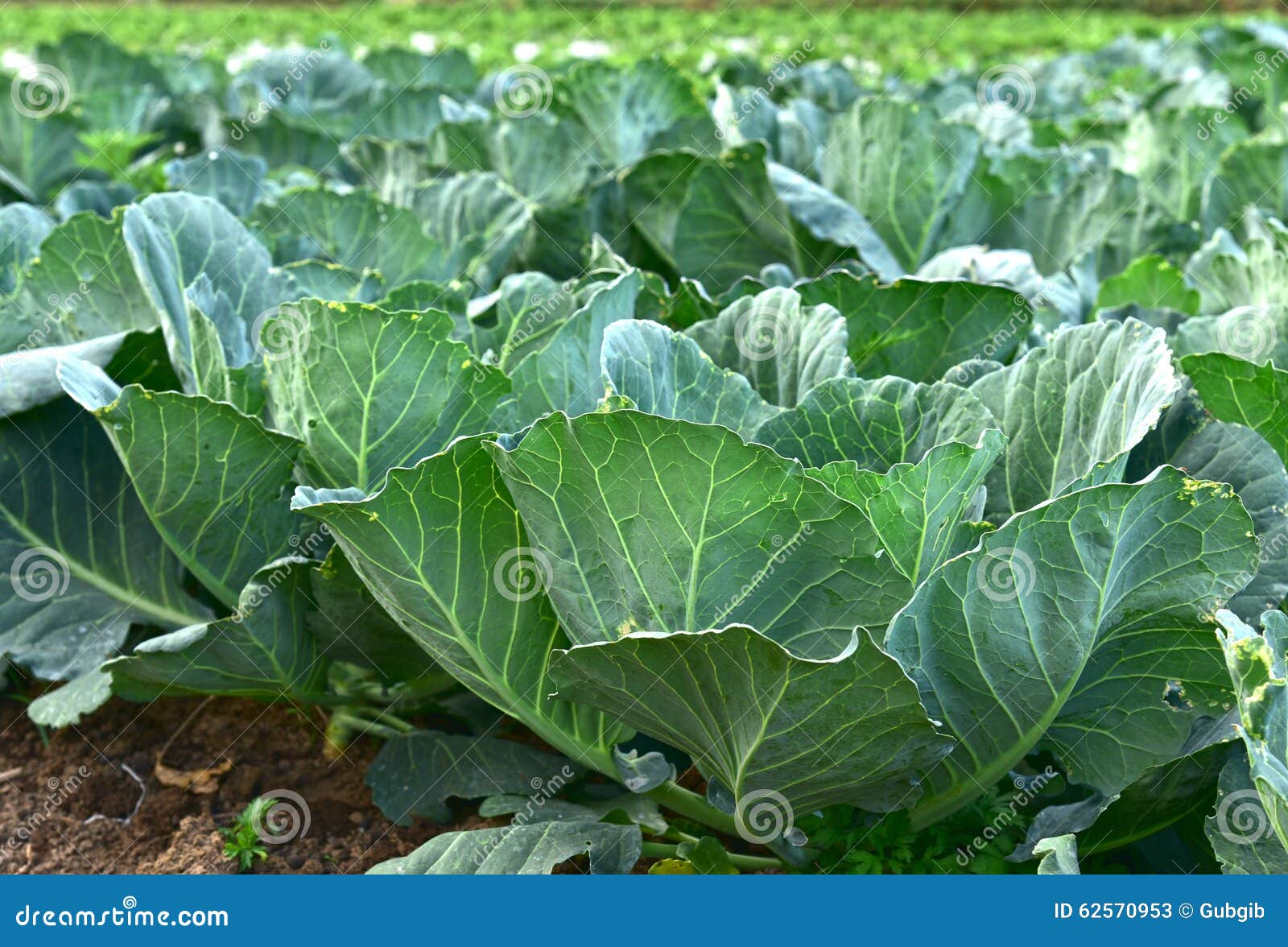 Fresh green cabbage stock image. Image of growing, nature - 62570953