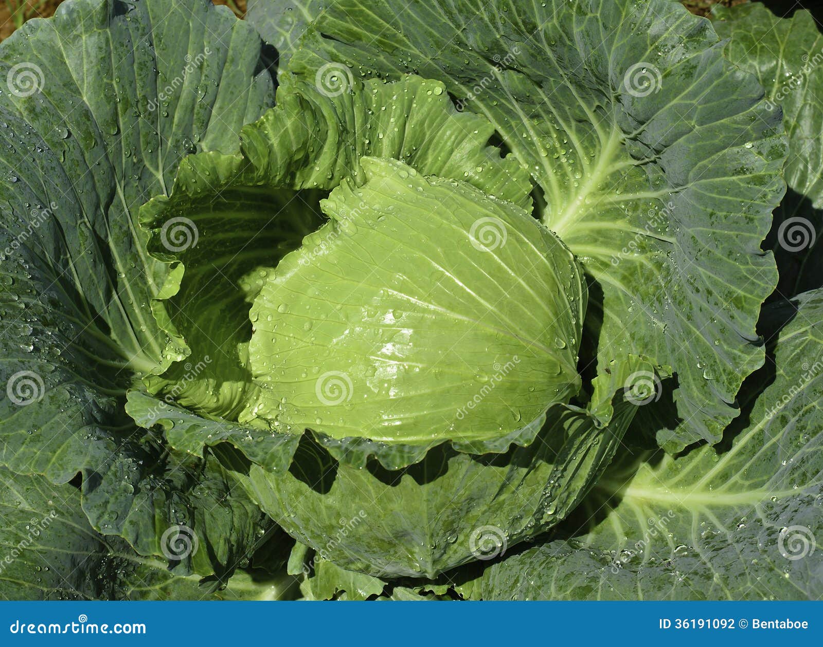 Fresh green cabbage stock photo. Image of fresh, eating - 36191092