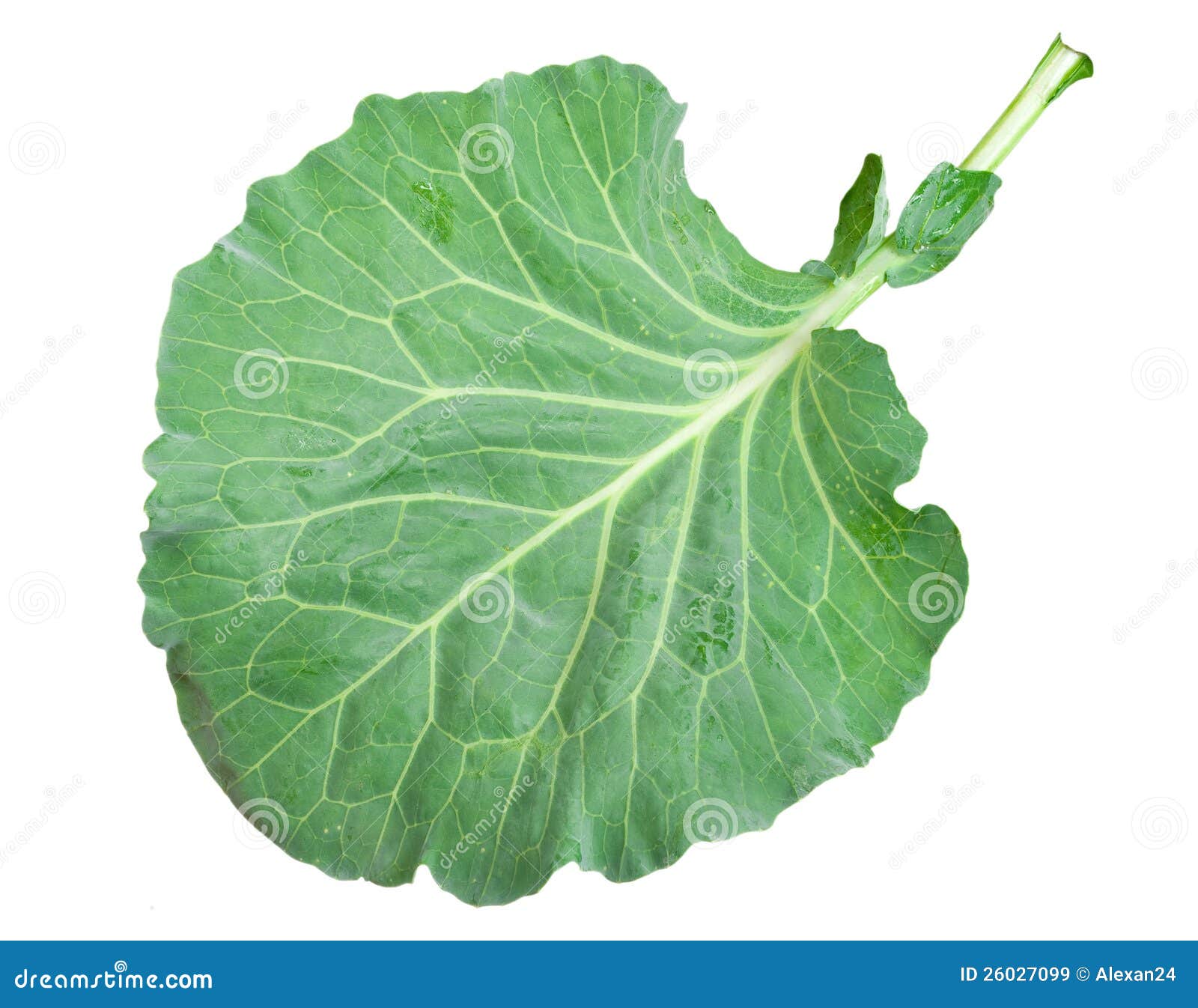 Fresh green cabbage leaf stock image. Image of vitamins - 26027099