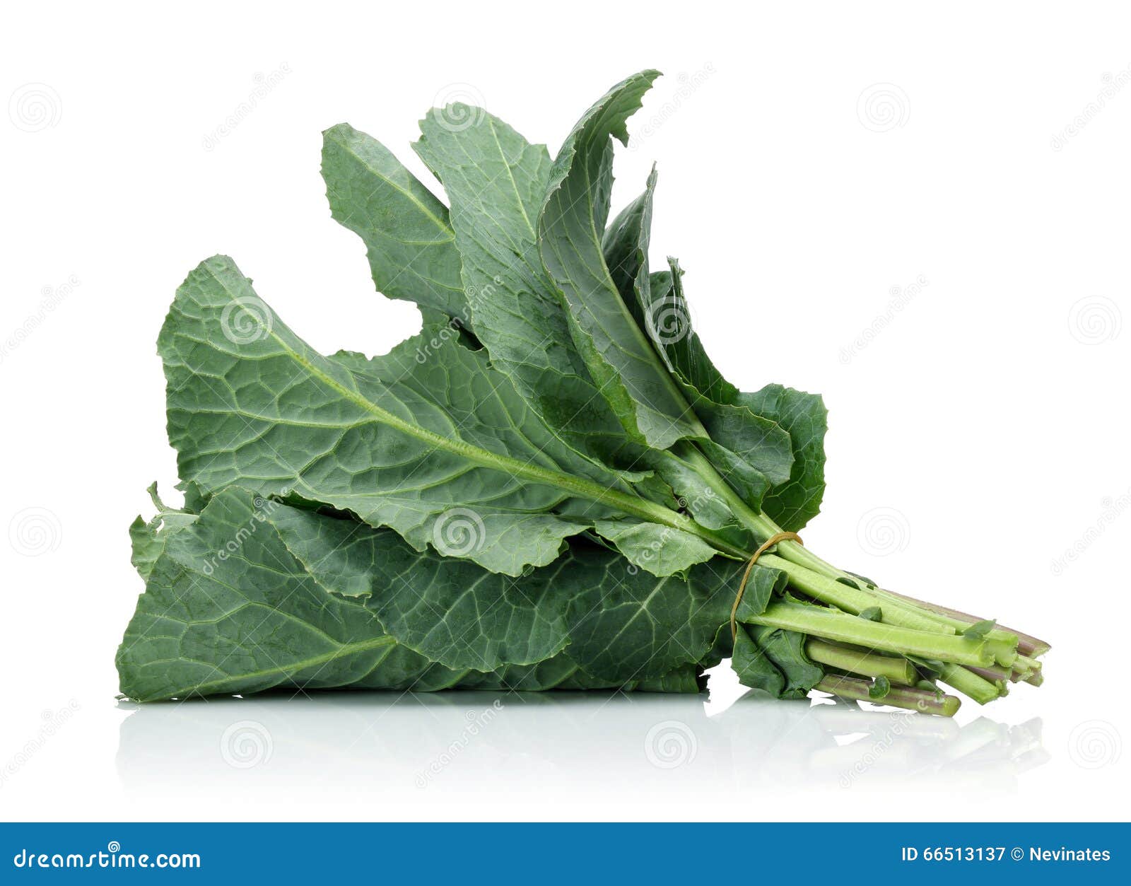 Fresh Green Cabbage Leaf stock image. Image of green - 66513137