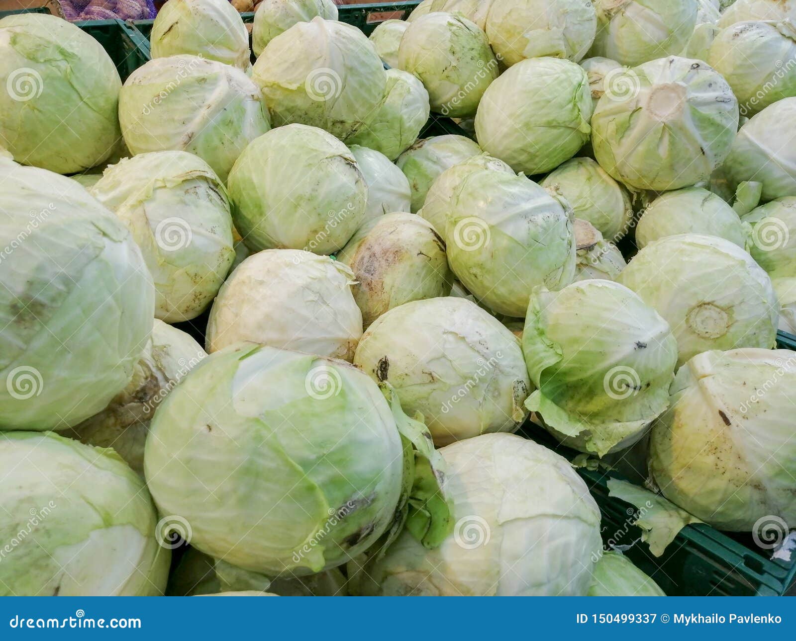 Fresh Green Cabbage on the Storefront in Plastic Boxes Stock Image ...