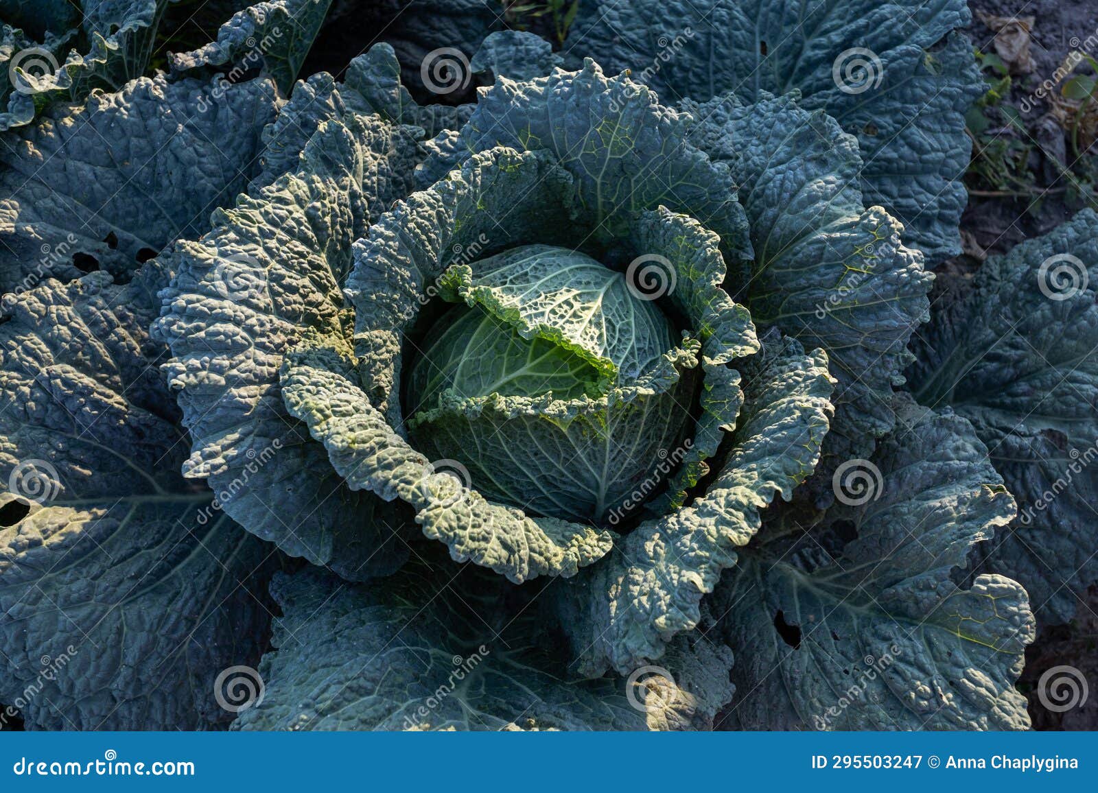 Fresh Green Cabbage Texture and Background Stock Image - Image of ...