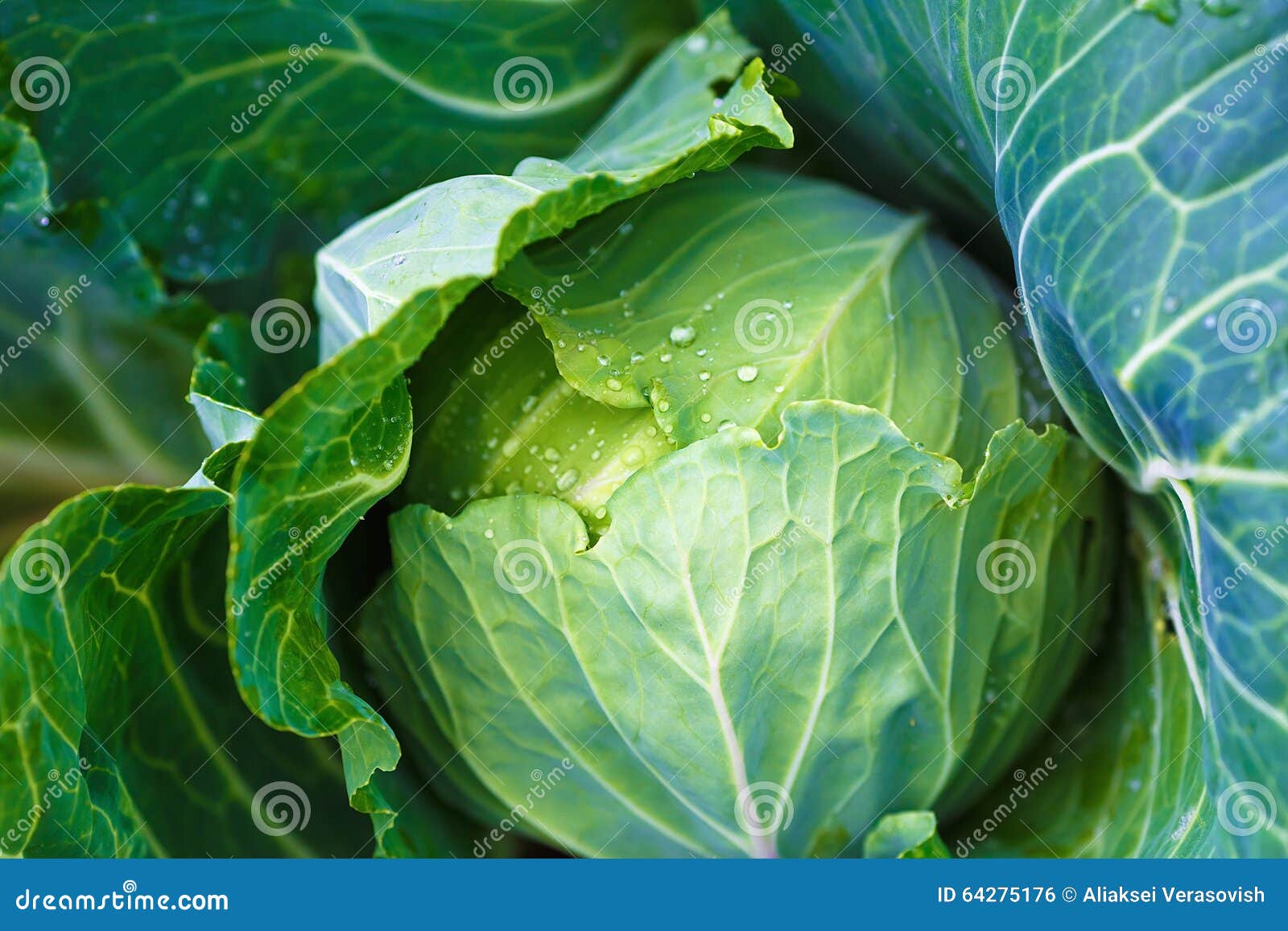 Fresh green cabbage stock photo. Image of farming, culinary - 64275176
