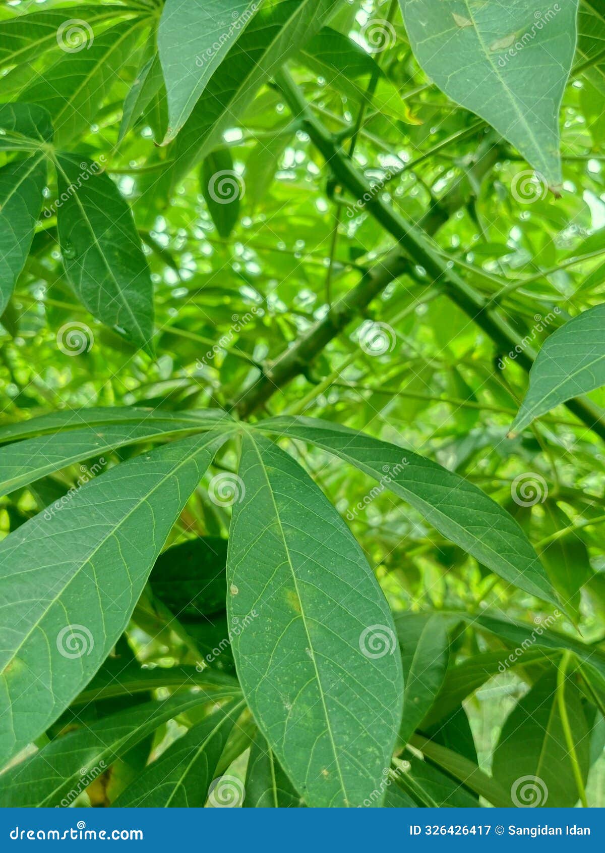 Green Cassava Leaves, Background Green Leaf Royalty-Free Stock Image ...