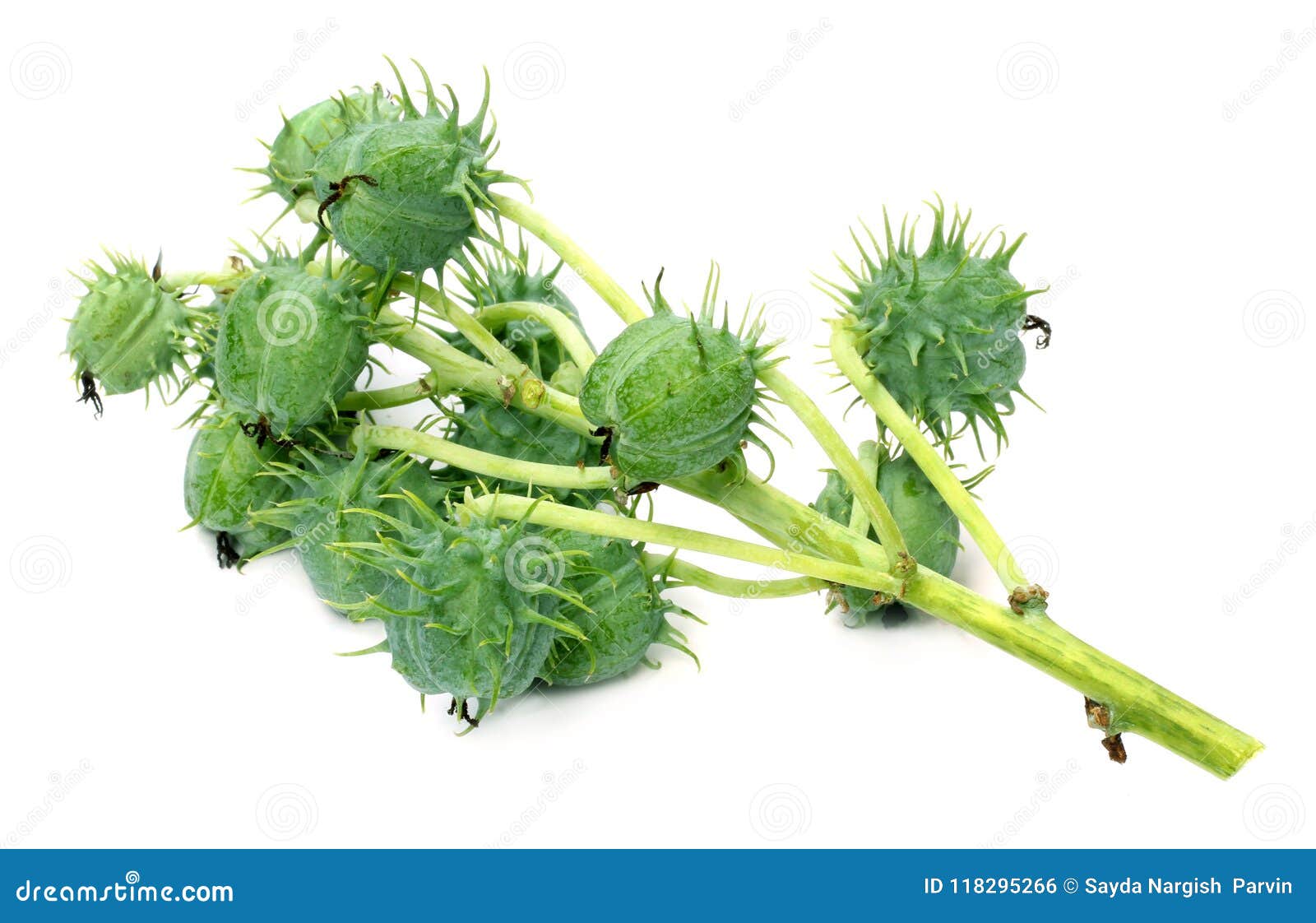 Green Castor Fruit Ricinus Communis Stock Photo | CartoonDealer.com ...