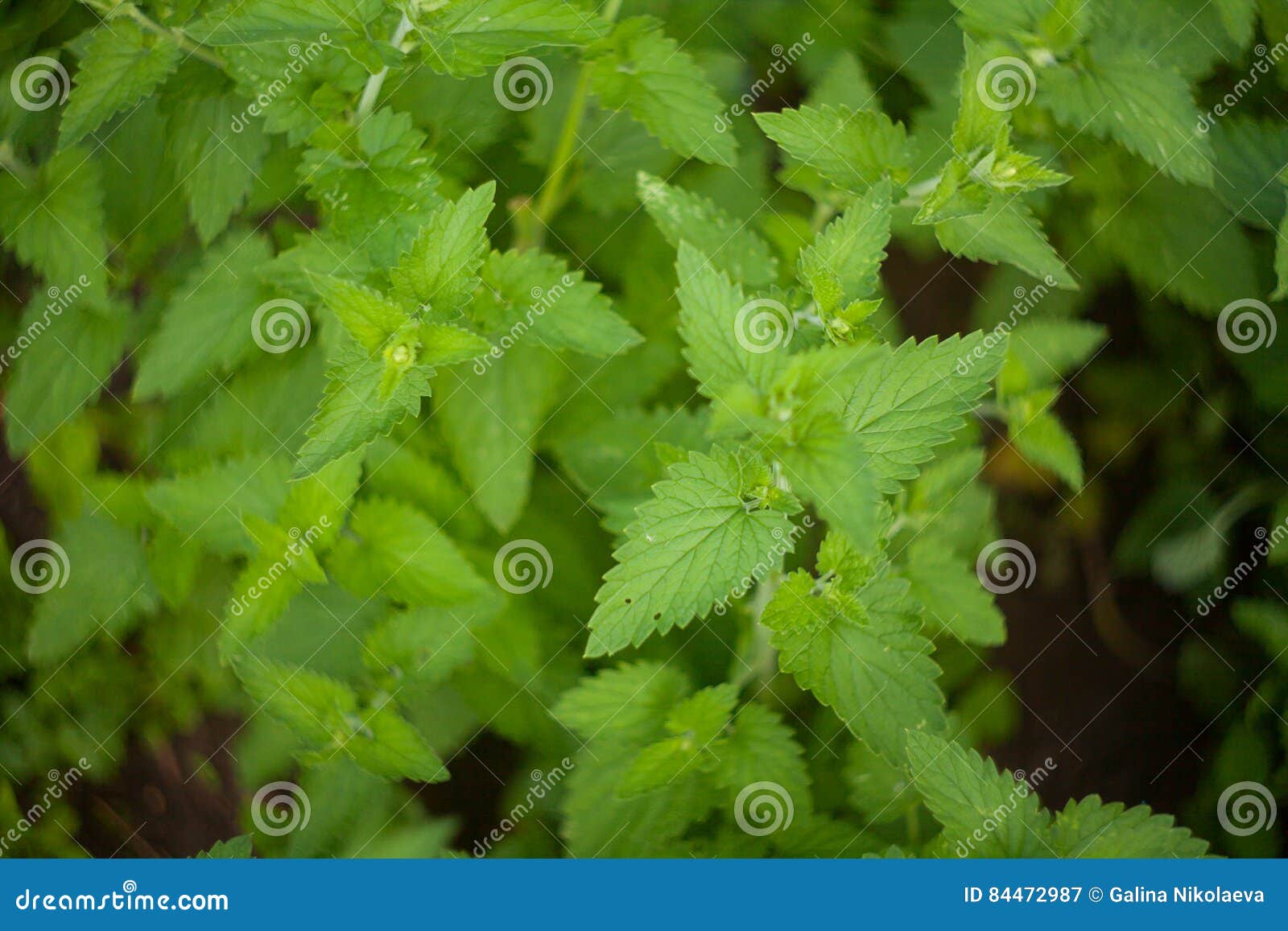 Fresh Green Catnip in Ground in Village Stock Image - Image of place ...