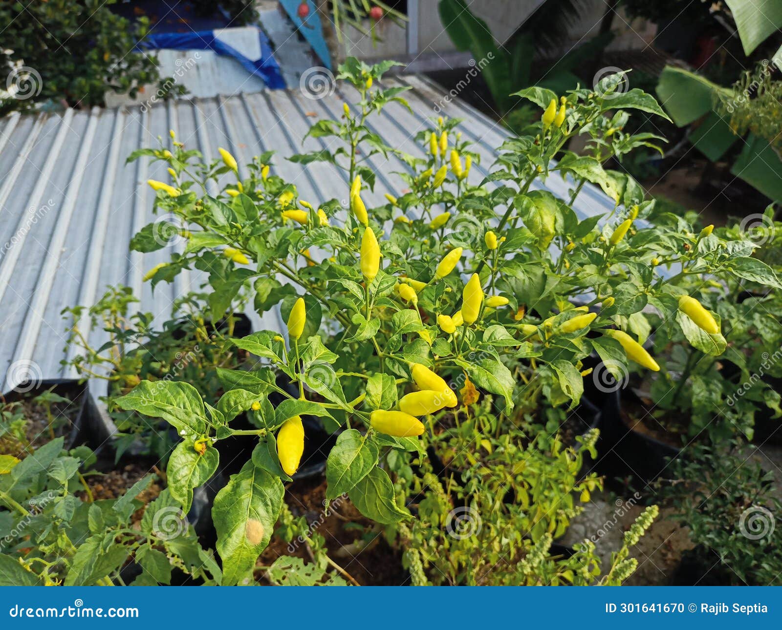 Fresh Green Cayenne Pepper on the Tree Stock Photo - Image of green ...
