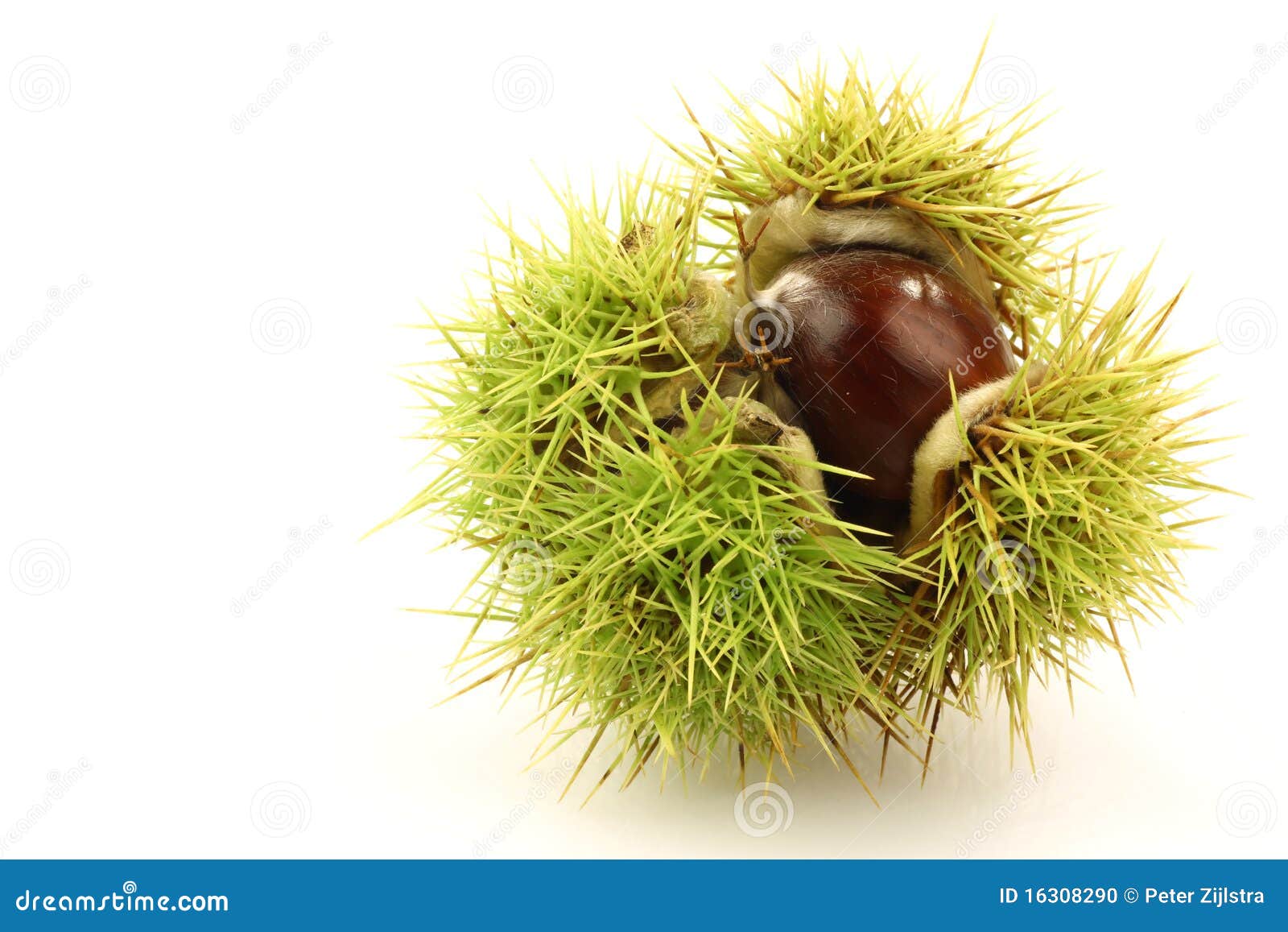 Green Chestnut Leaves Border Stock Photo | CartoonDealer.com #25533702