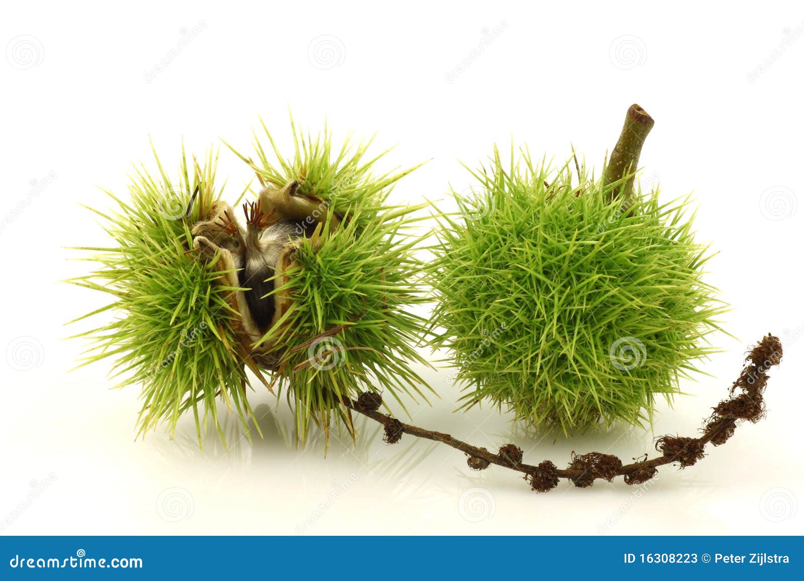 Fresh green chestnuts stock image. Image of thorns, autumn - 16308223