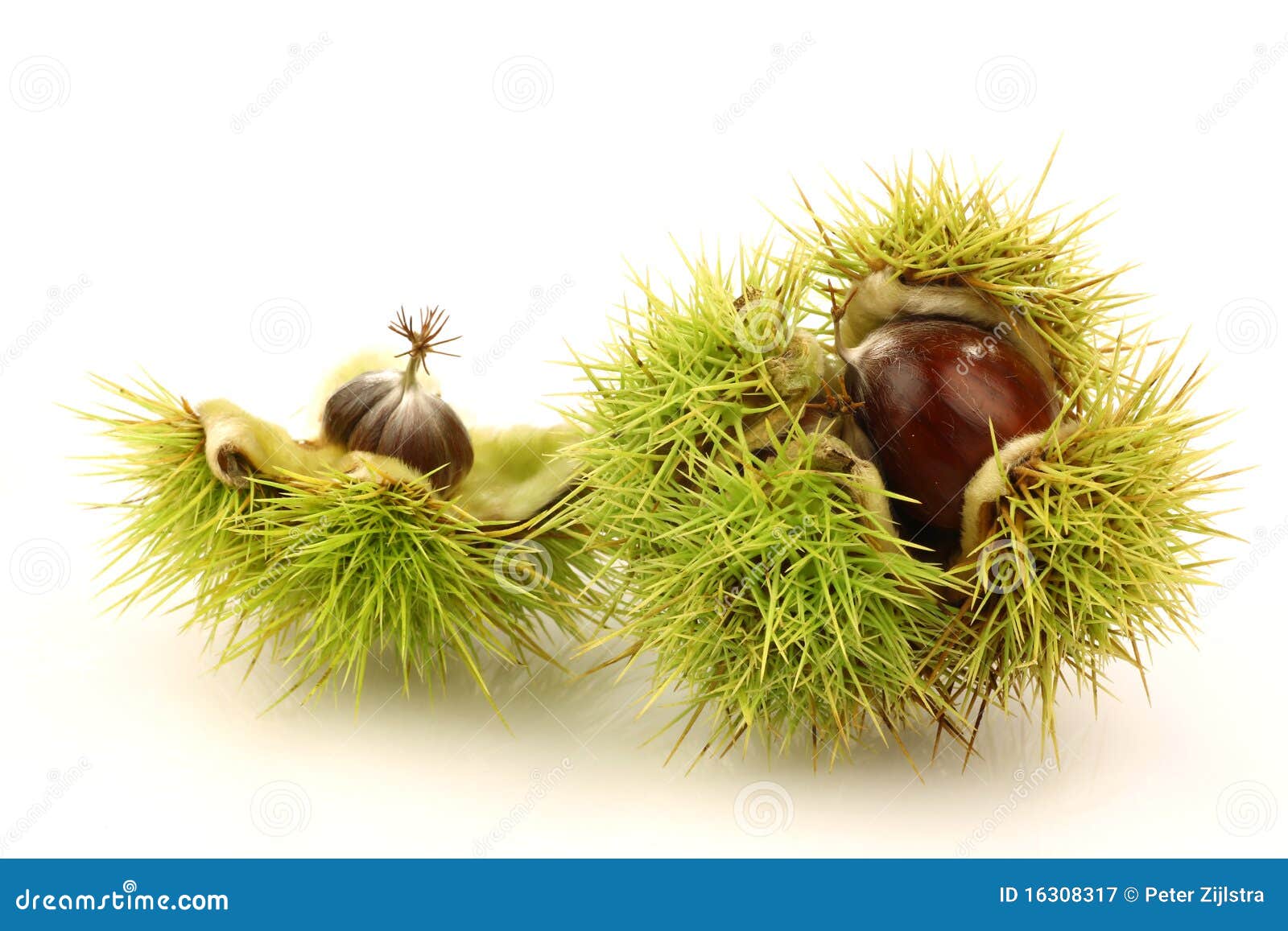 Fresh green chestnuts stock image. Image of open, green - 16308317