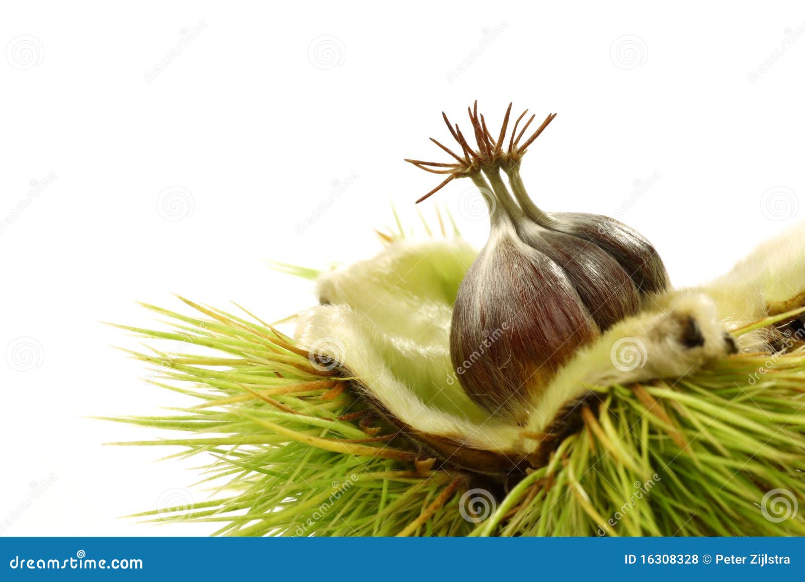 Fresh green chestnuts stock photo. Image of ripe, chestnut - 16308328