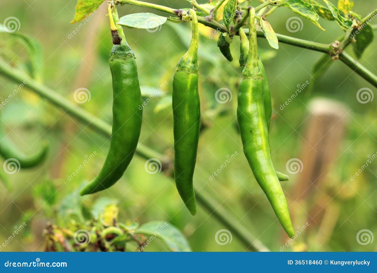 Fresh green chili stock photo. Image of farm, growth - 36518460